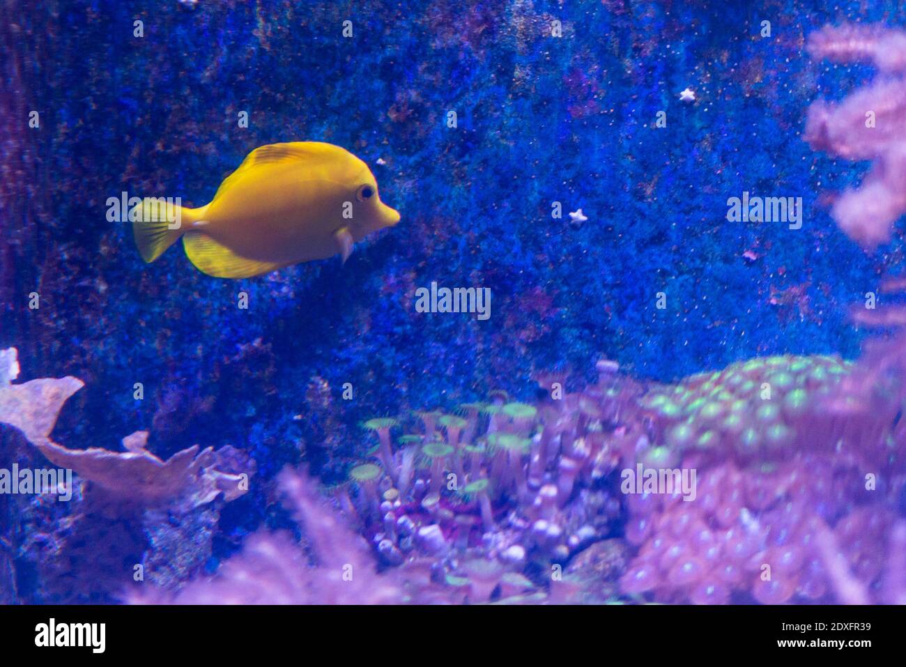 Yellow Hawaiian Tang or Zebrasoma flavescens in aquarium Stock Photo ...