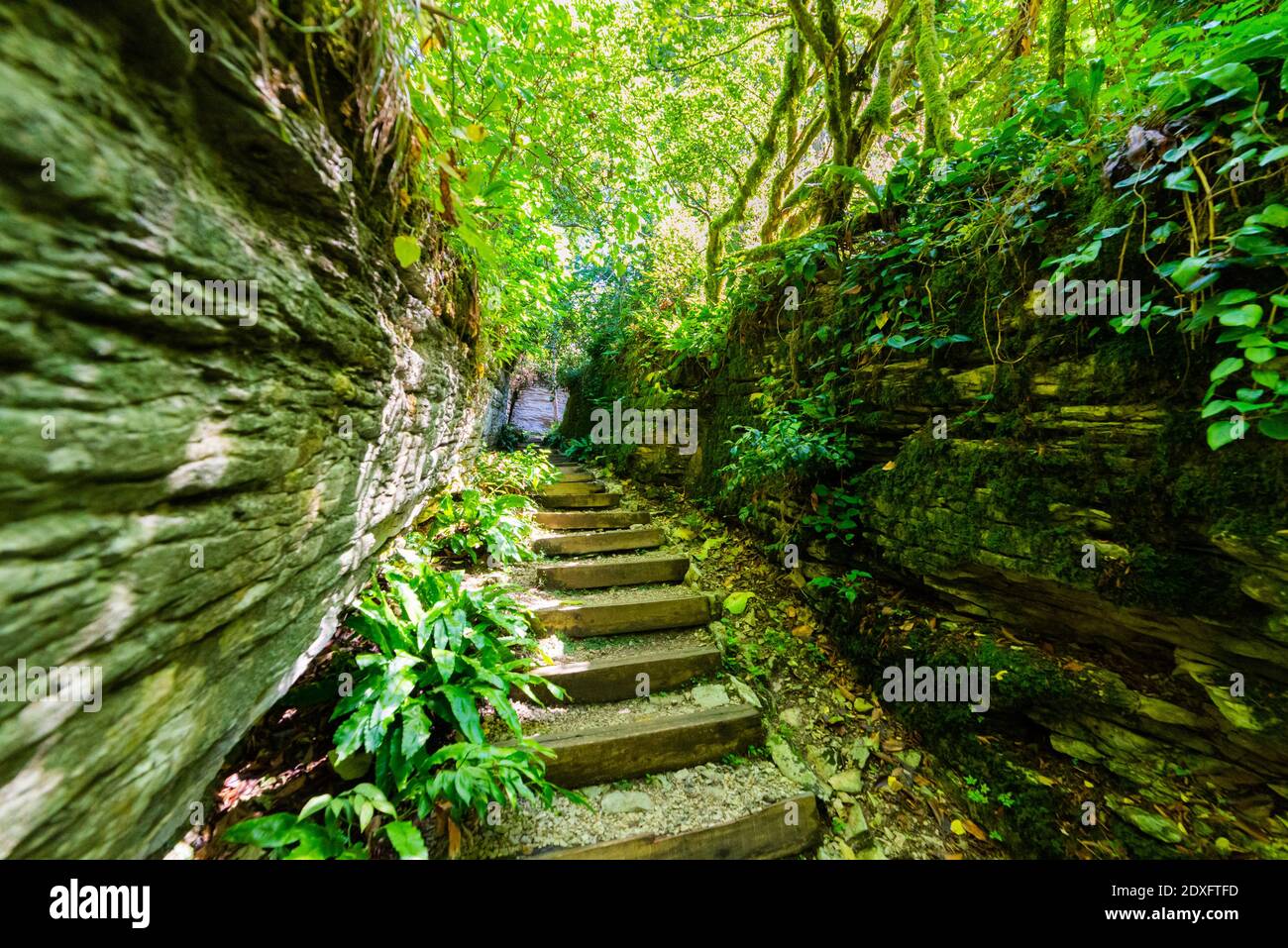 Stone stairs in mysterious forest. Walk path trail for hiking tours ...