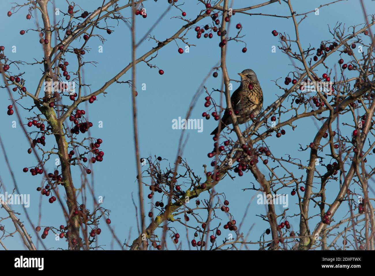 Fieldfare eating berries with a blue sky background Stock Photo - Alamy