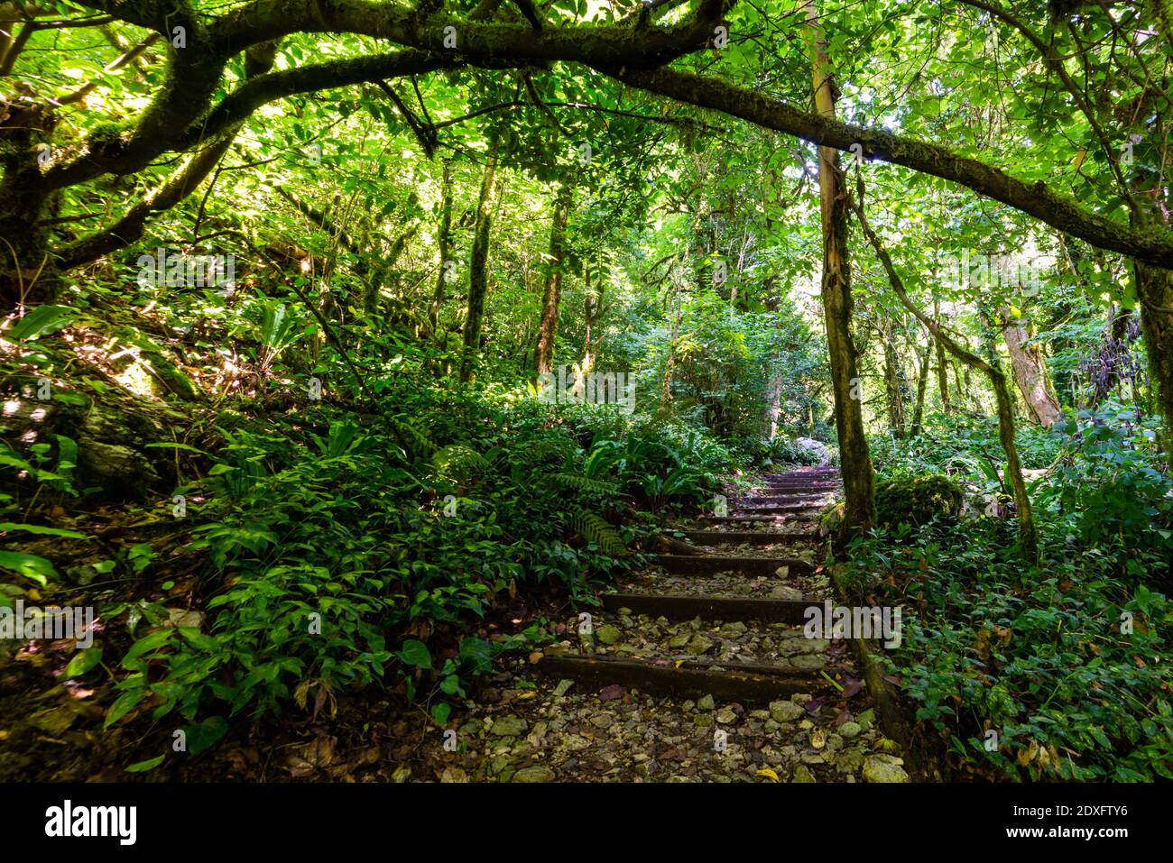 Stone stairs in mysterious forest. Walk path trail for hiking tours ...