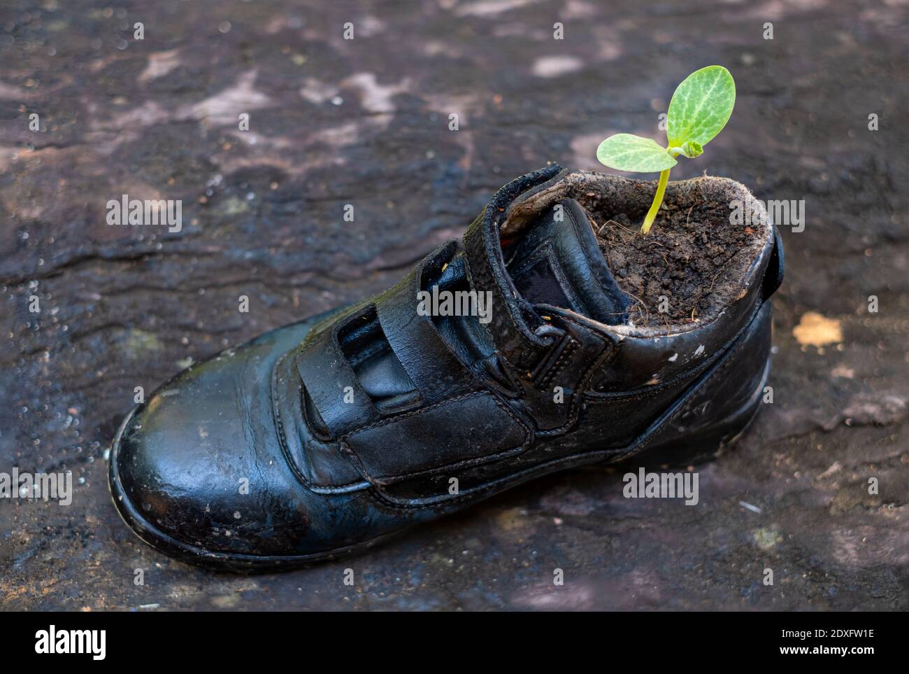 Seed germinating pumpkin hi-res stock photography and images - Alamy