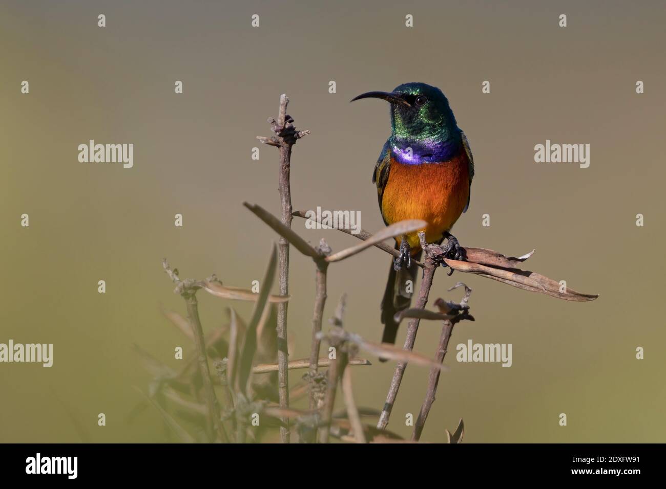 Orange-breasted Sunbird, Rooi Els, South Africa, December 2018 Stock ...