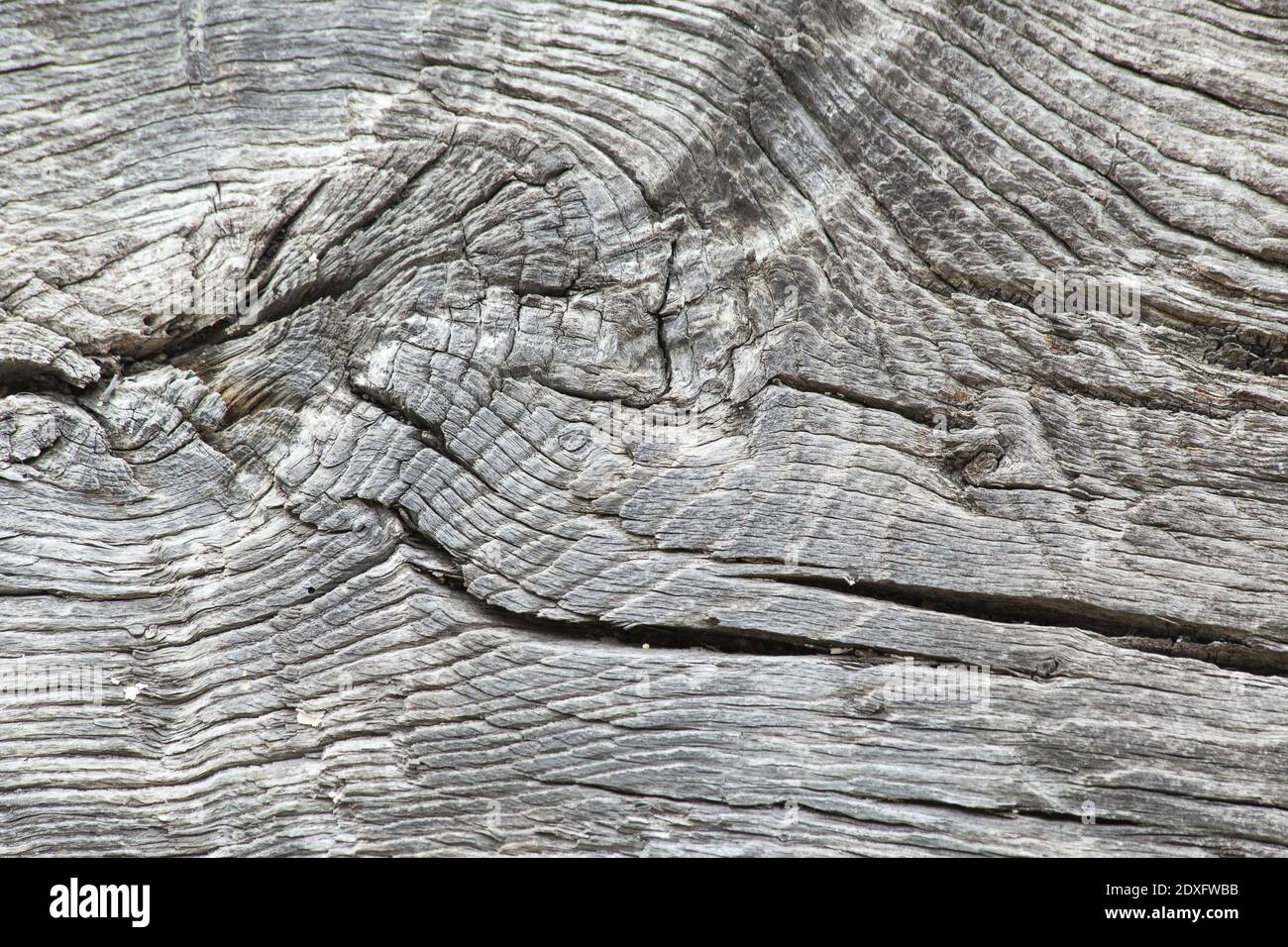 A Weathered tree trunk texture . Background Old hard wood texture ...