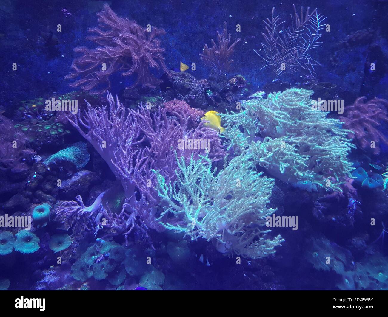 Bright yellow fish underwater on background of coral in Red sea. Yellow ...