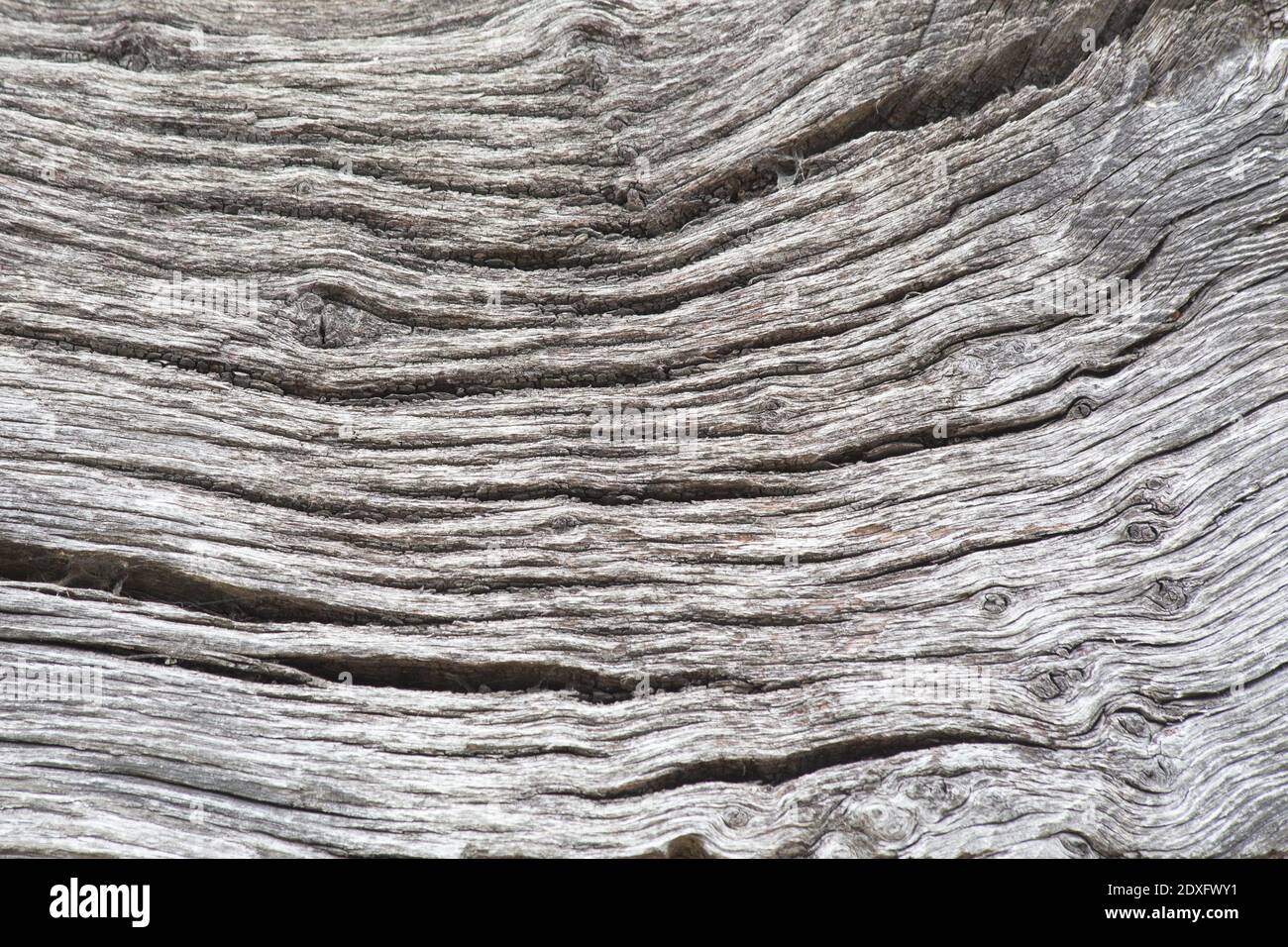 A Weathered tree trunk texture . Background Old hard wood texture ...