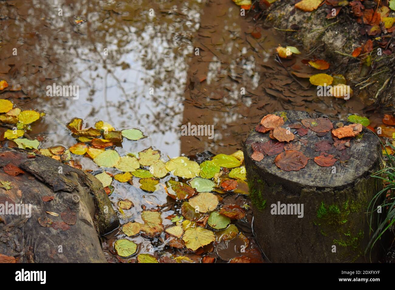 Floating stump hi-res stock photography and images - Alamy
