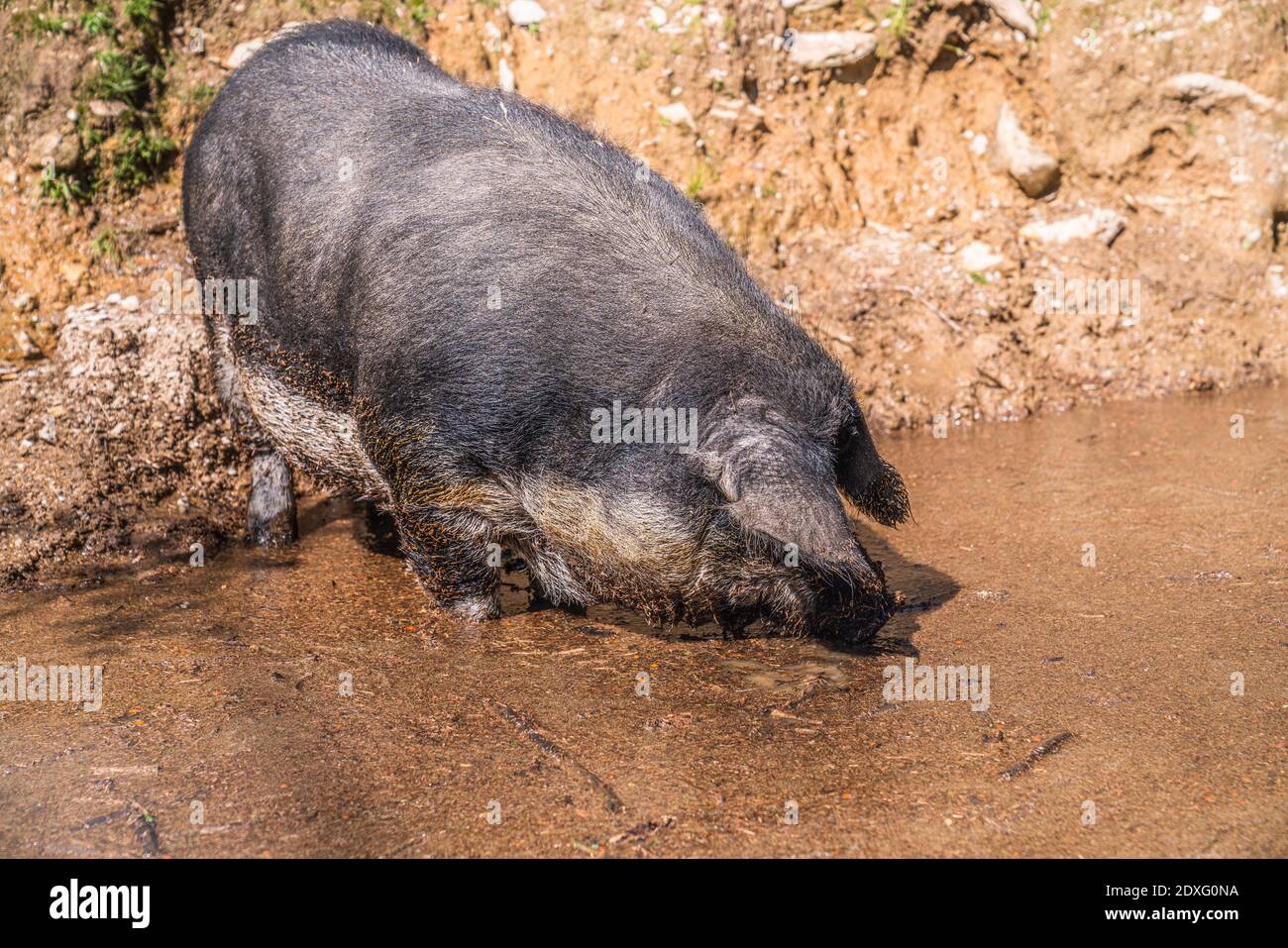 Wild boar lying down hi-res stock photography and images - Alamy
