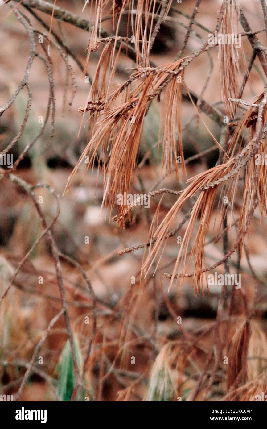 Dead crops united states hi-res stock photography and images - Alamy