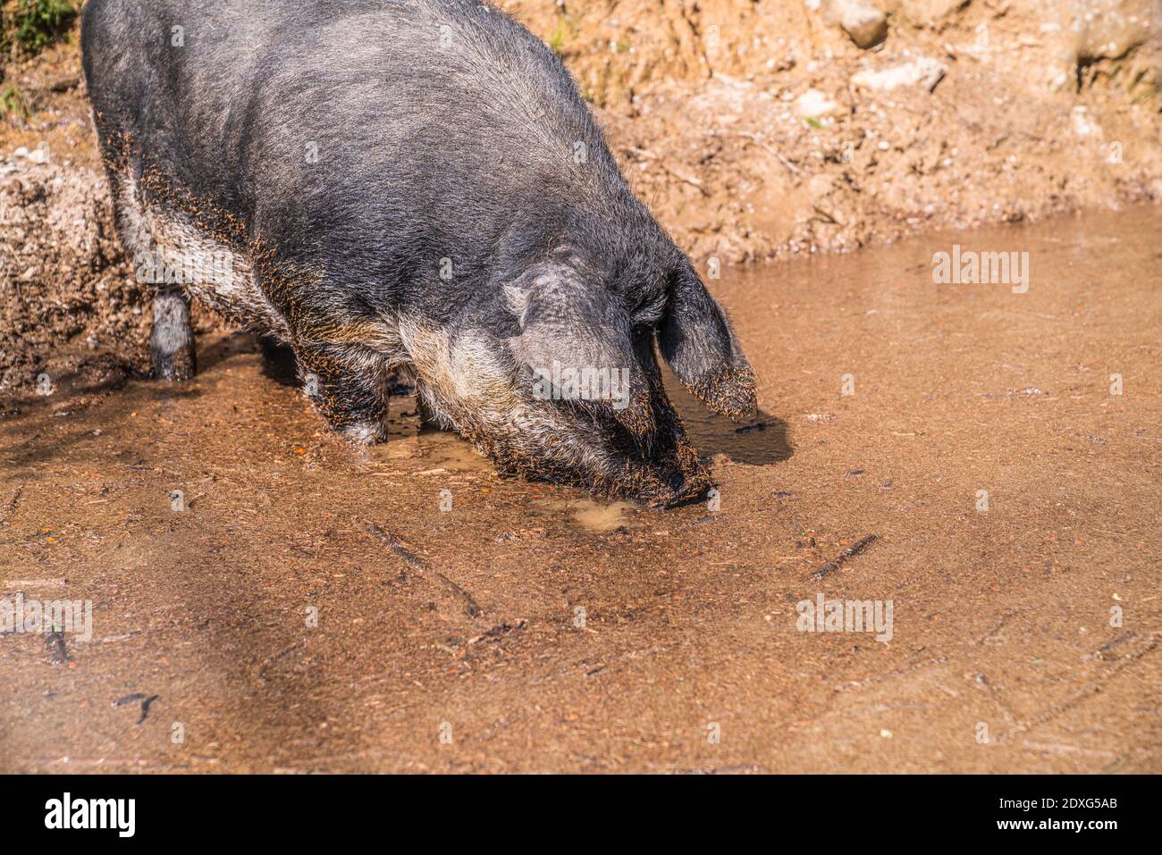Pig searching food in dirt hi-res stock photography and images - Alamy