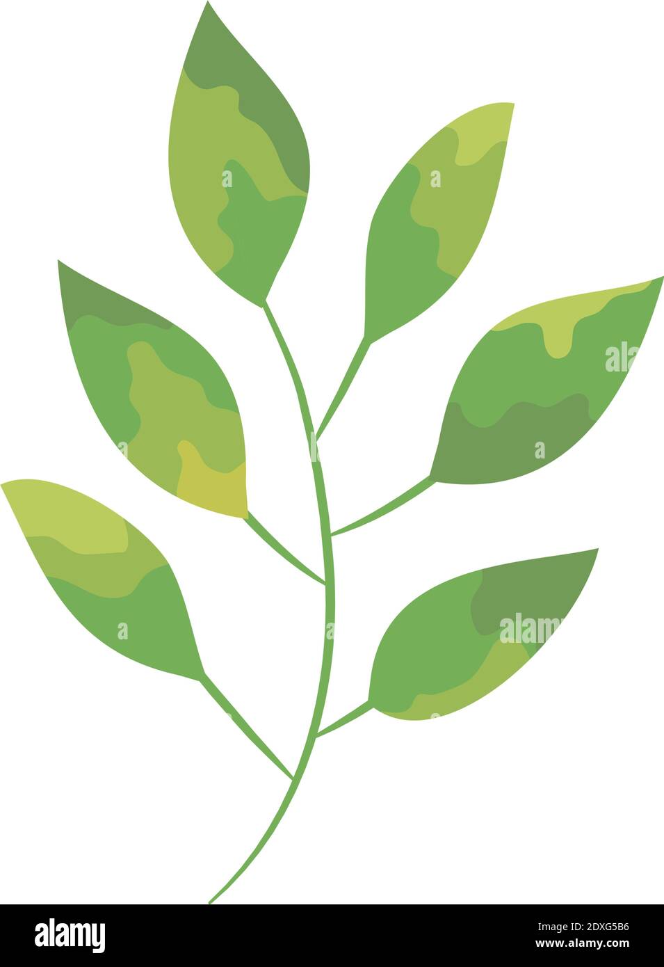 acacia leaves icon over white background, colorful design, vector ...