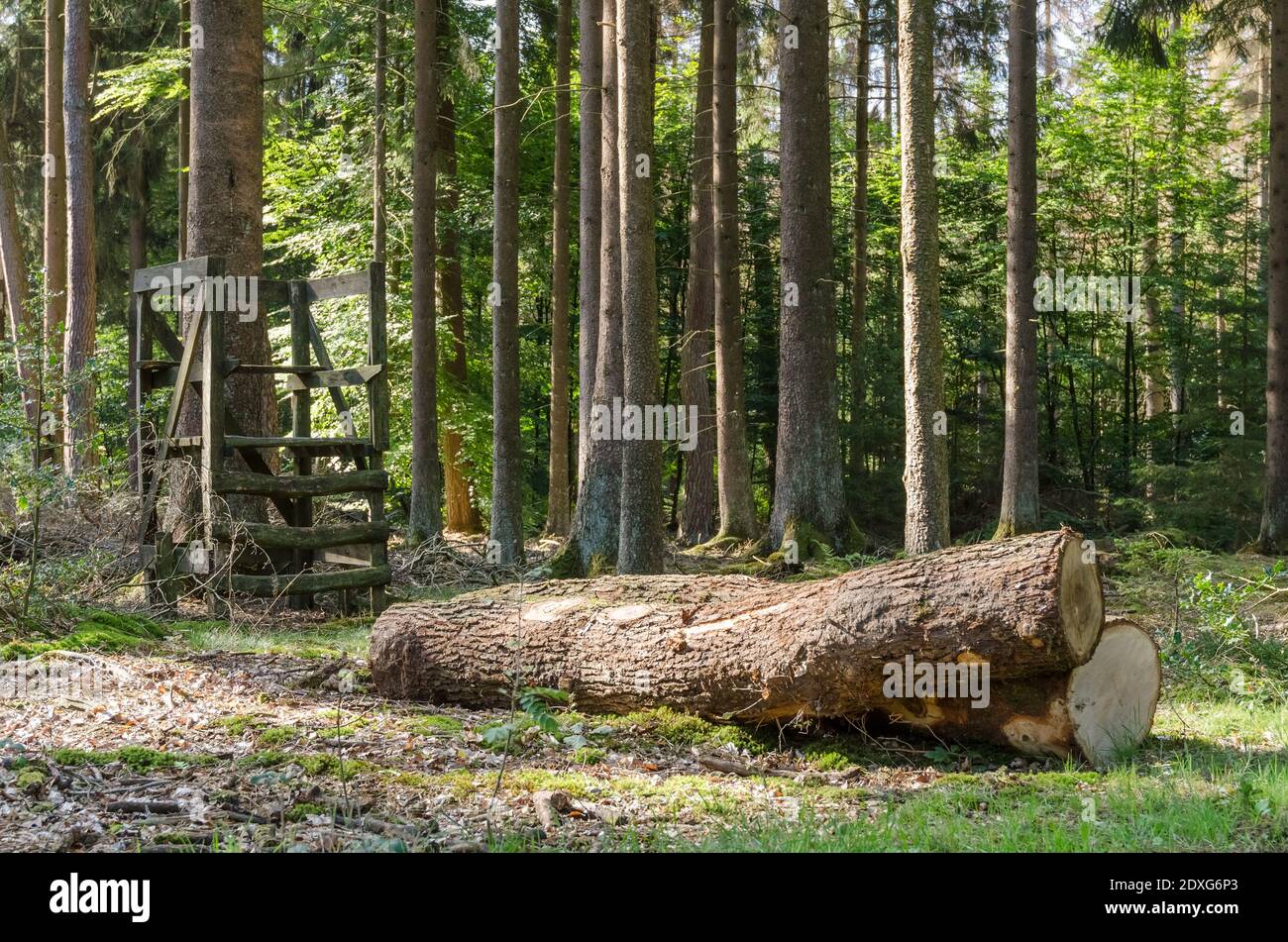 Raised hide for hunting or observation and trees with green foliage in ...