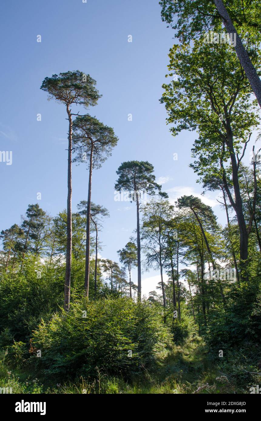 Coniferous trees with green foliage in a forest in Westerwald ...