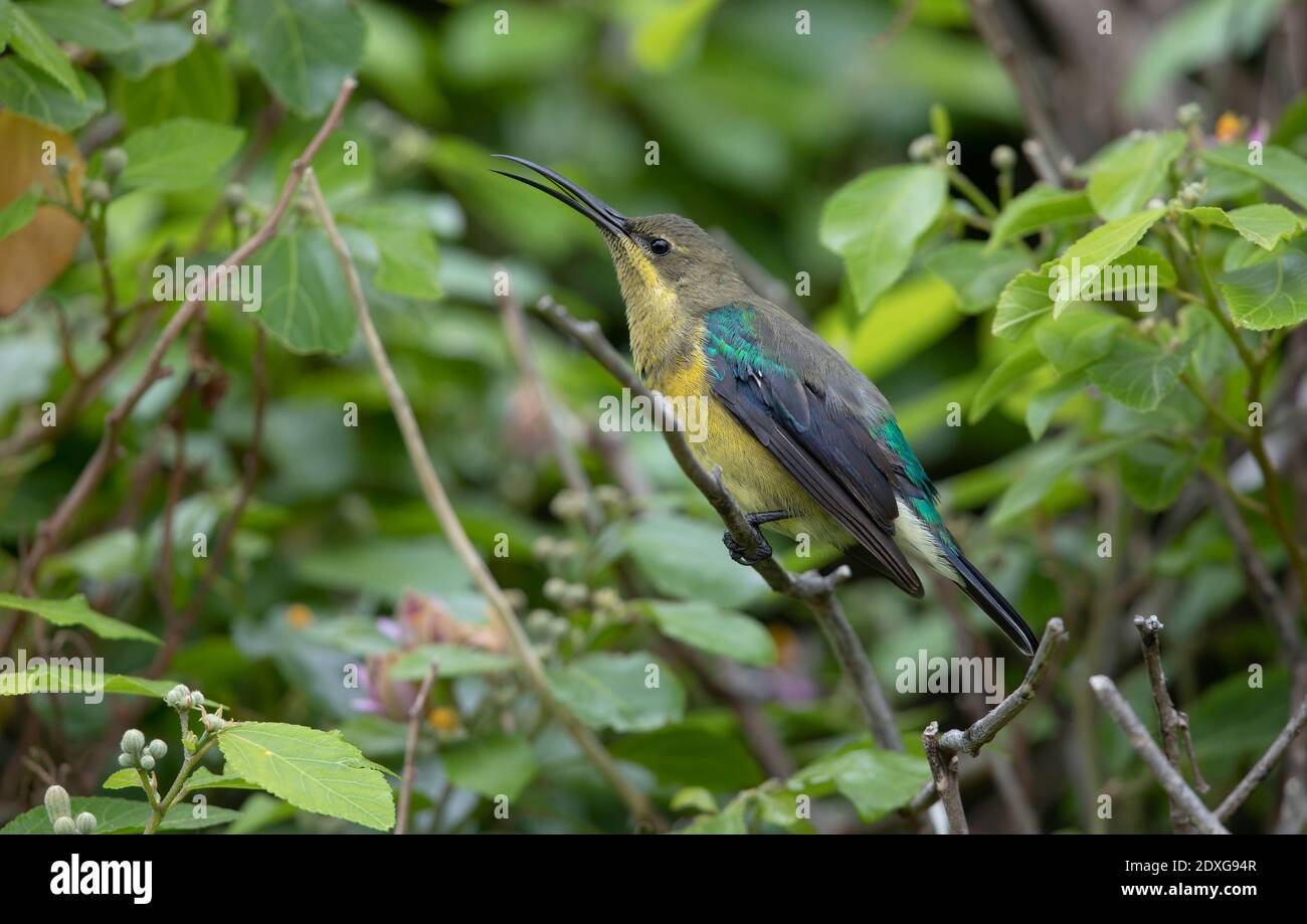 Sunbird western cape hi-res stock photography and images - Alamy