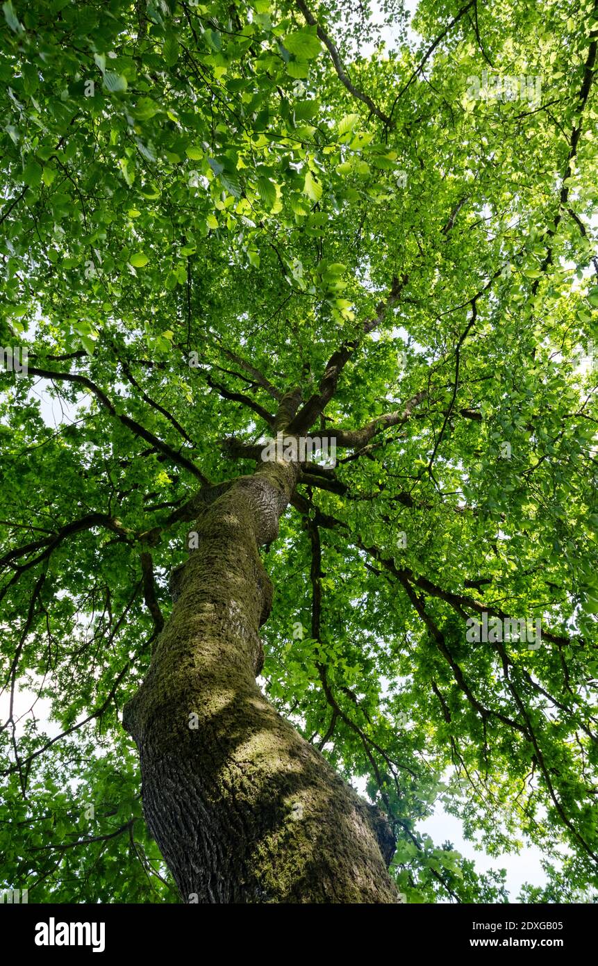 Tree with green foliage in a forest in Westerwald, Rhineland-Palatinate ...