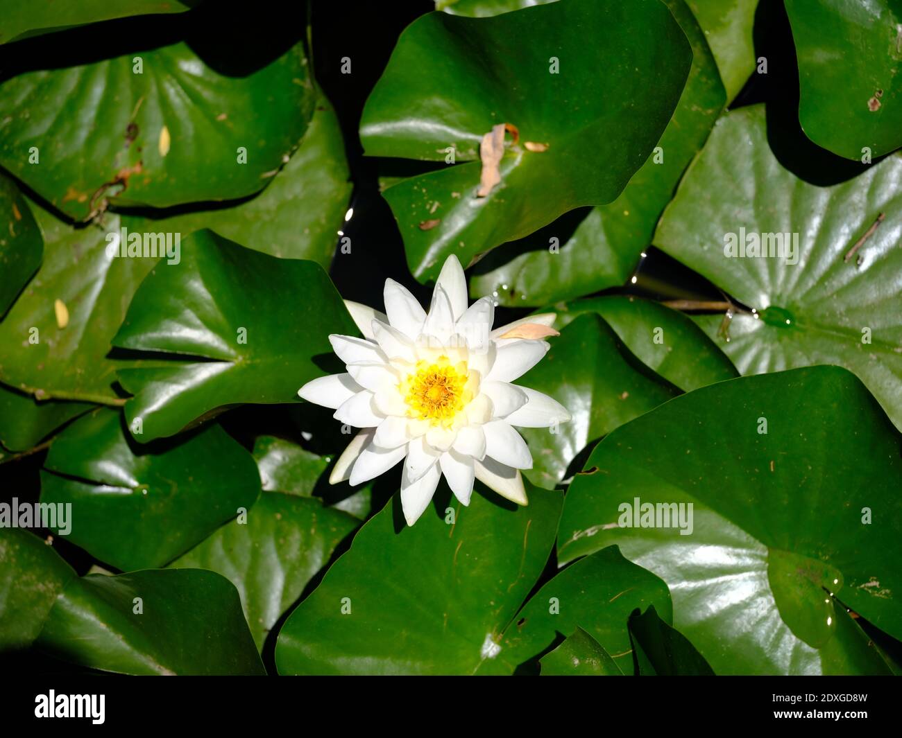 A water lily close shot Stock Photo - Alamy