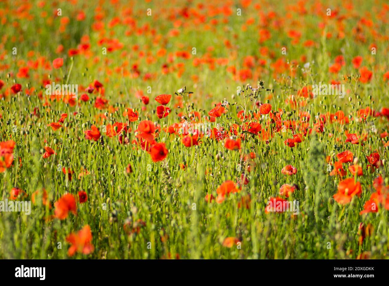 Shepshed hi-res stock photography and images - Alamy