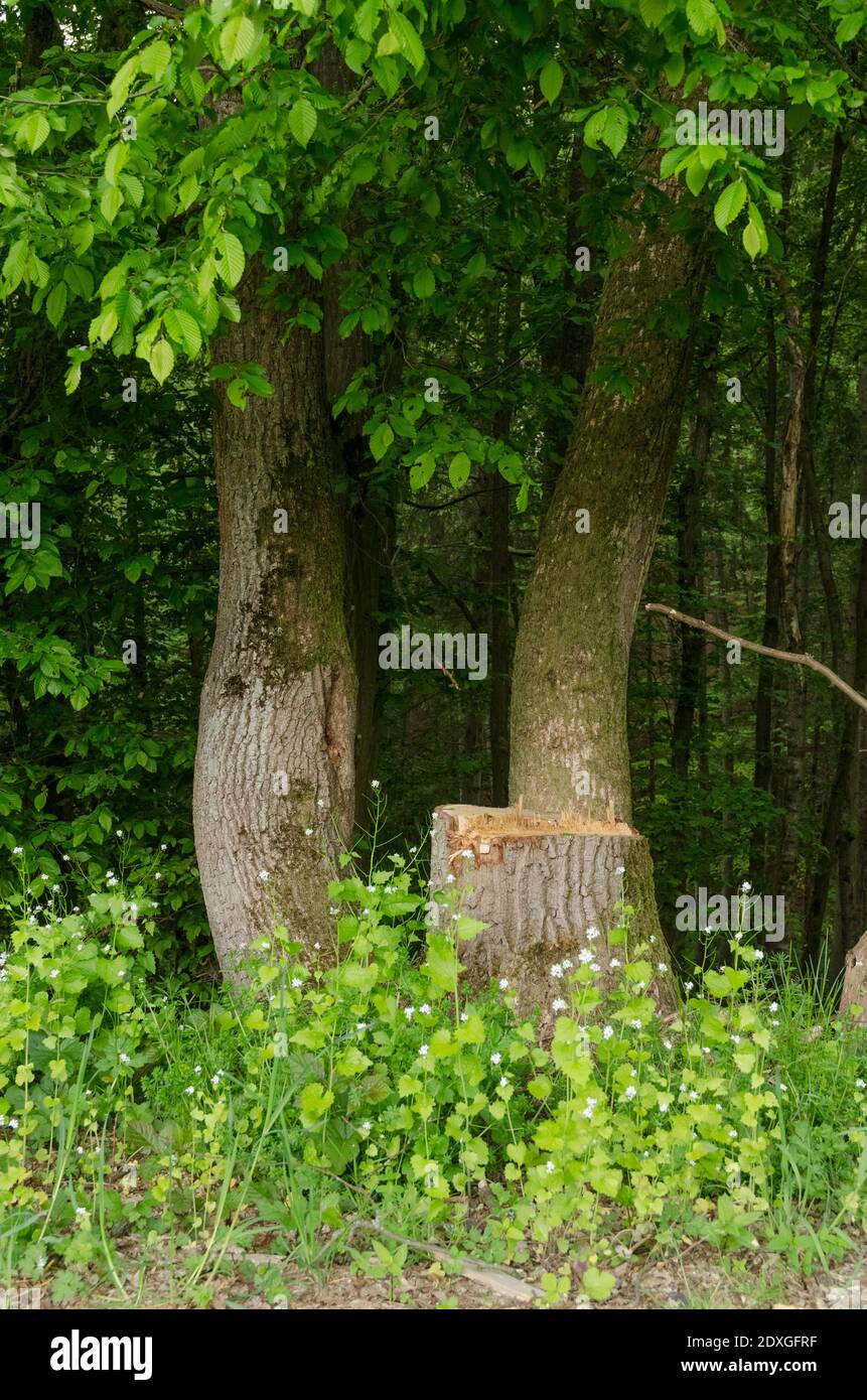 Tree trunks and green leaves, vegetation in Westerwald, Rhineland ...