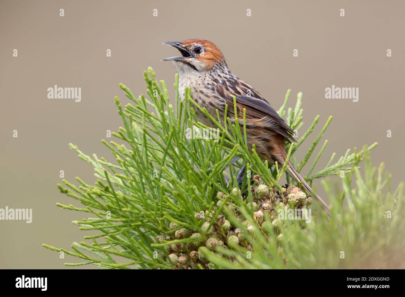 Cape grassbird sphenoeacus afer hi-res stock photography and images - Alamy