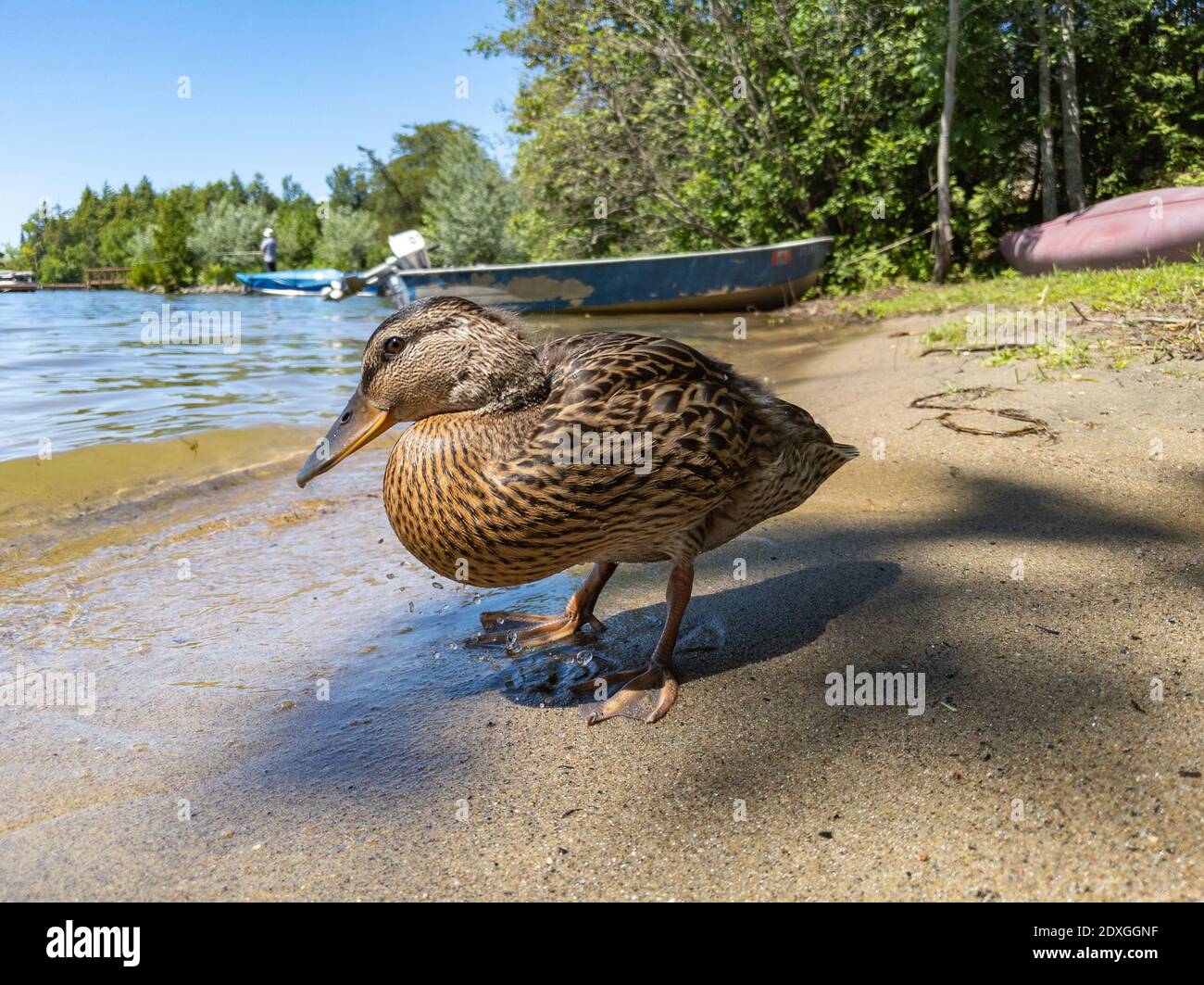 Duck walking hi-res stock photography and images - Alamy