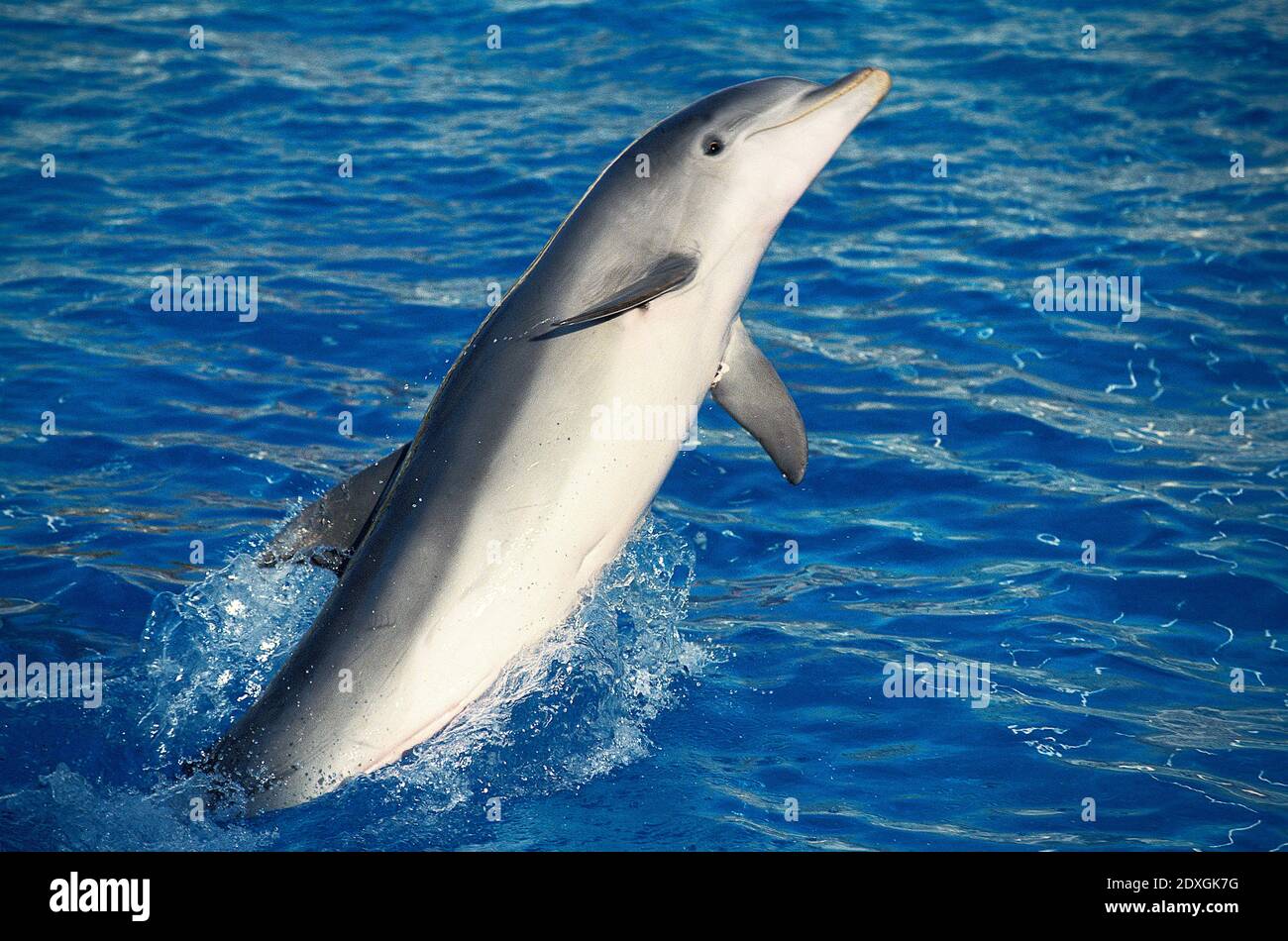 Bottlenose Dolphin, tursiops truncatus, Adult Jumping Stock Photo - Alamy
