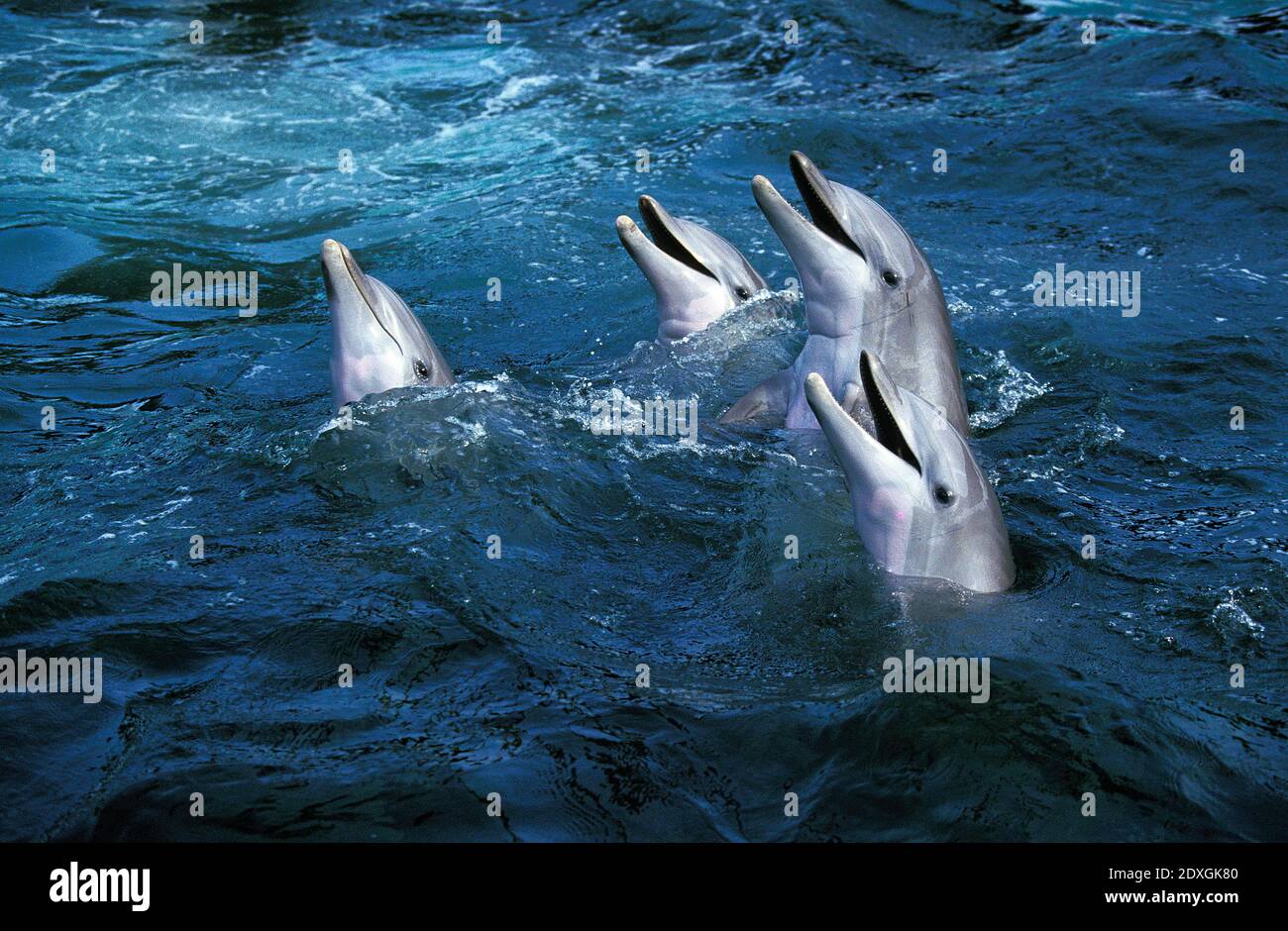 Bottlenose Dolphin, tursiops truncatus Stock Photo - Alamy