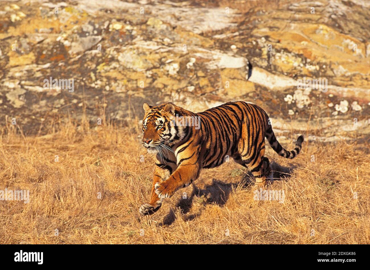 Bengal Tiger, panthera tigris tigris, Adult Running Stock Photo - Alamy