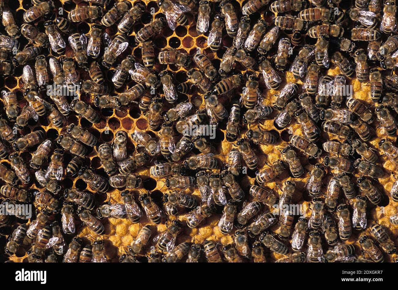 Honey Bee, apis mellifera, Hive Stock Photo - Alamy