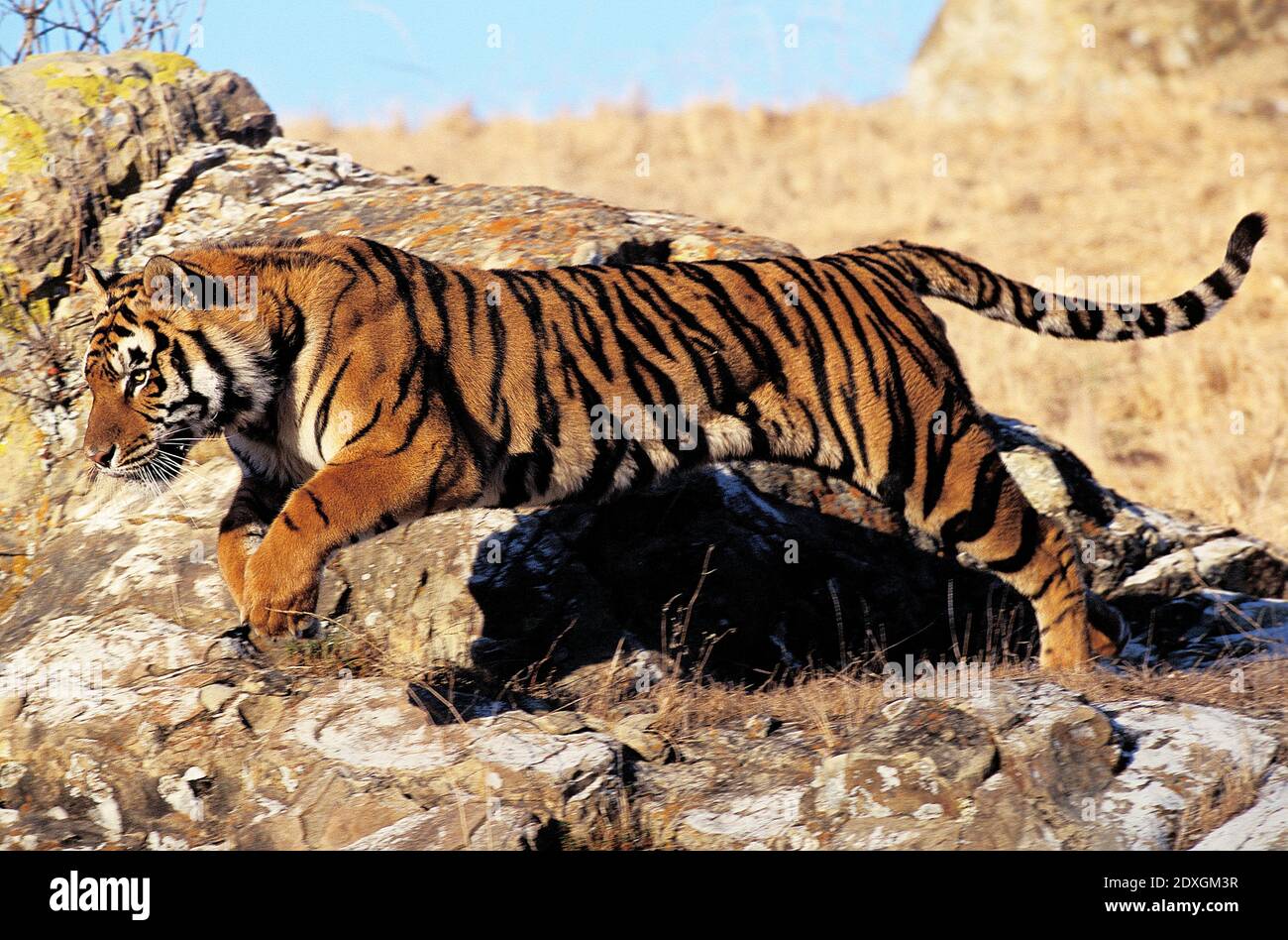 Bengal Tiger, panthera tigris tigris, Adult Running Stock Photo - Alamy