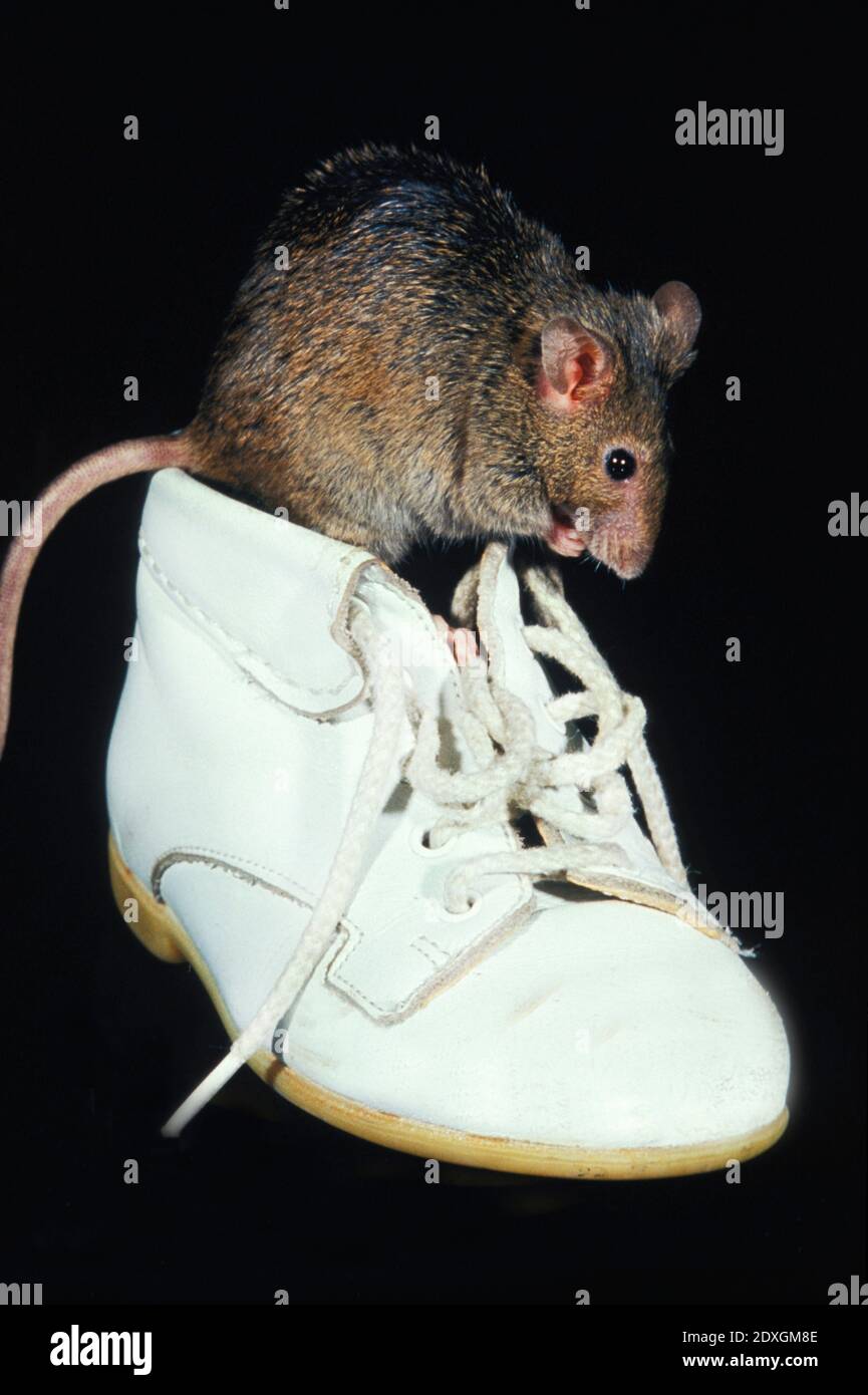 Domestic mouse in shoe hi-res stock photography and images - Alamy