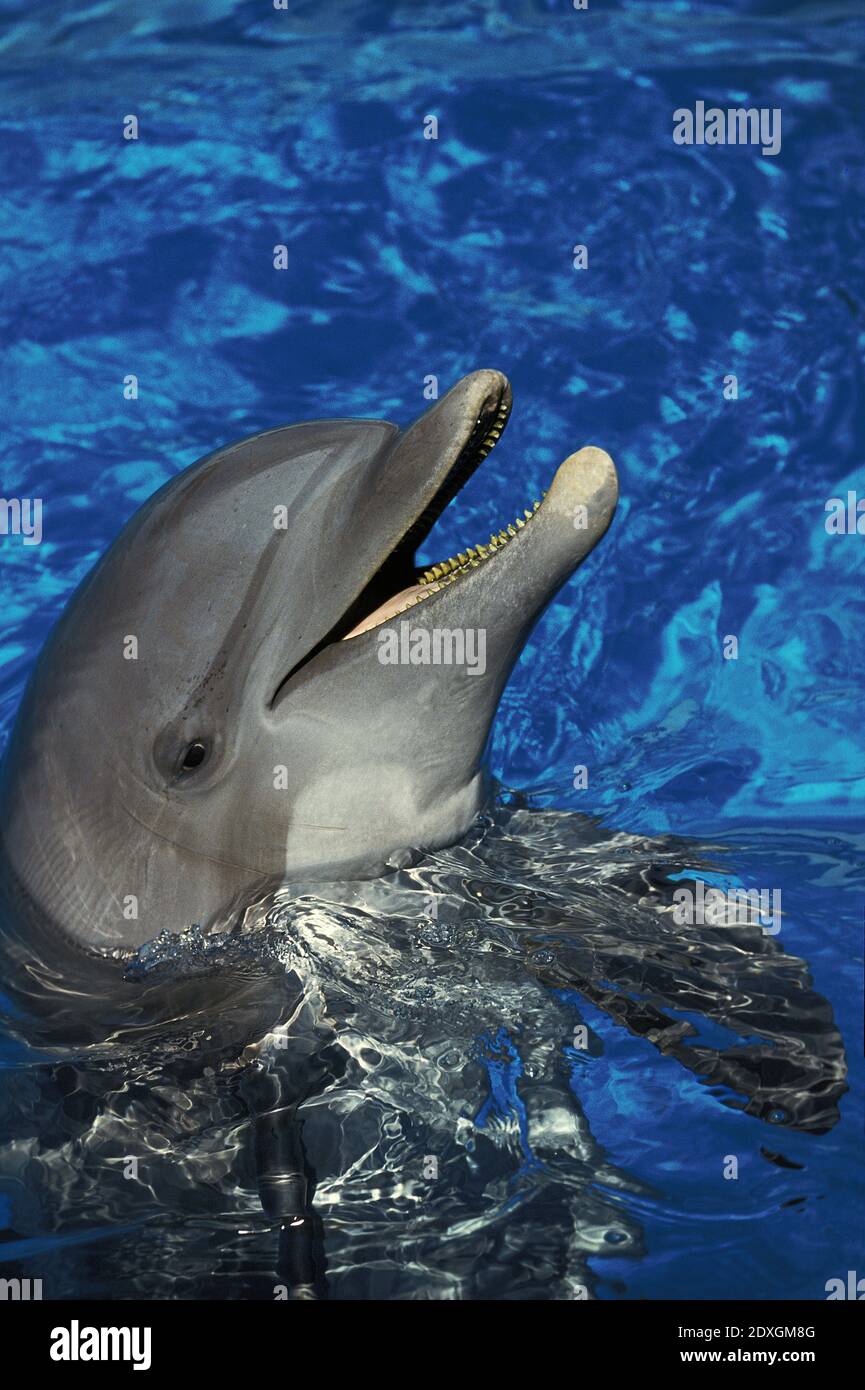 Bottlenose Dolphin, tursiops truncatus, Adult with open Mouth Stock ...