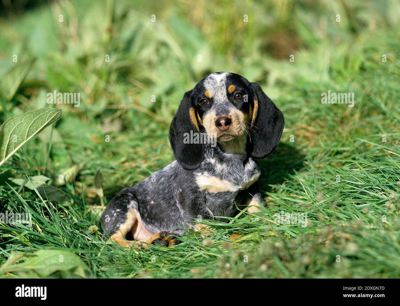 Bleu de gascogne hi-res stock photography and images - Alamy