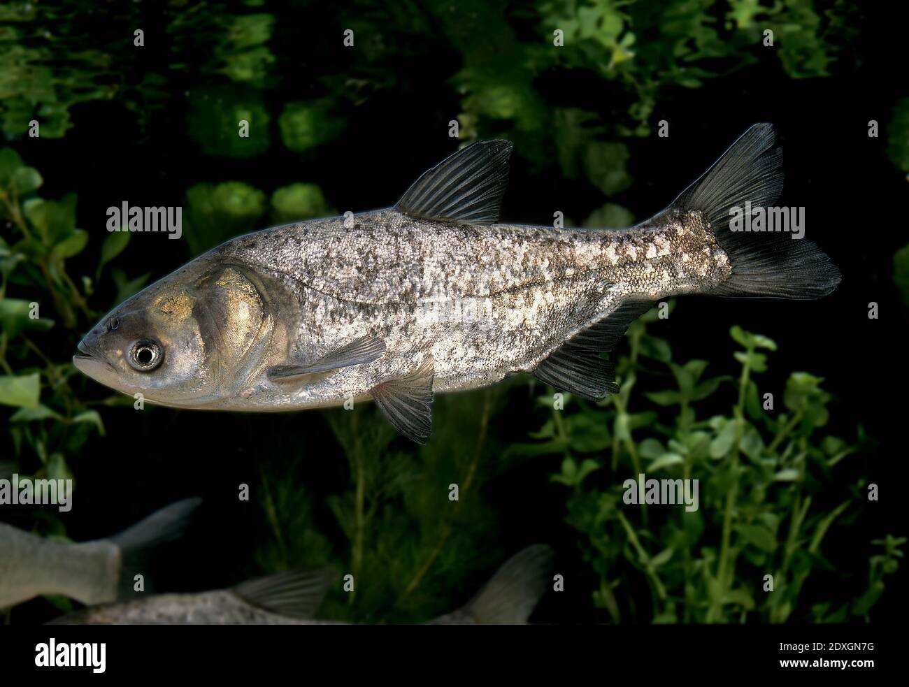 Silver Carp, hypophthalmichthys molitrix Stock Photo - Alamy