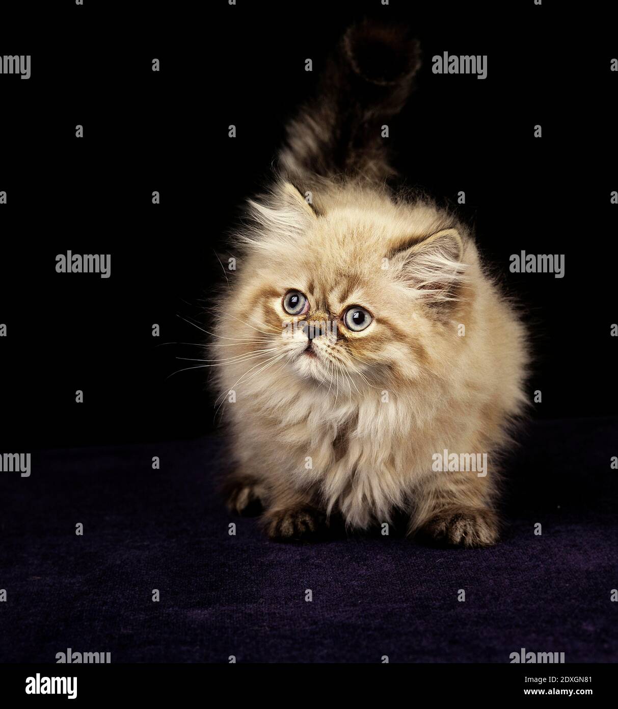 Colourpoint Seal Point Persian Domestic Cat, Kitten standing against ...