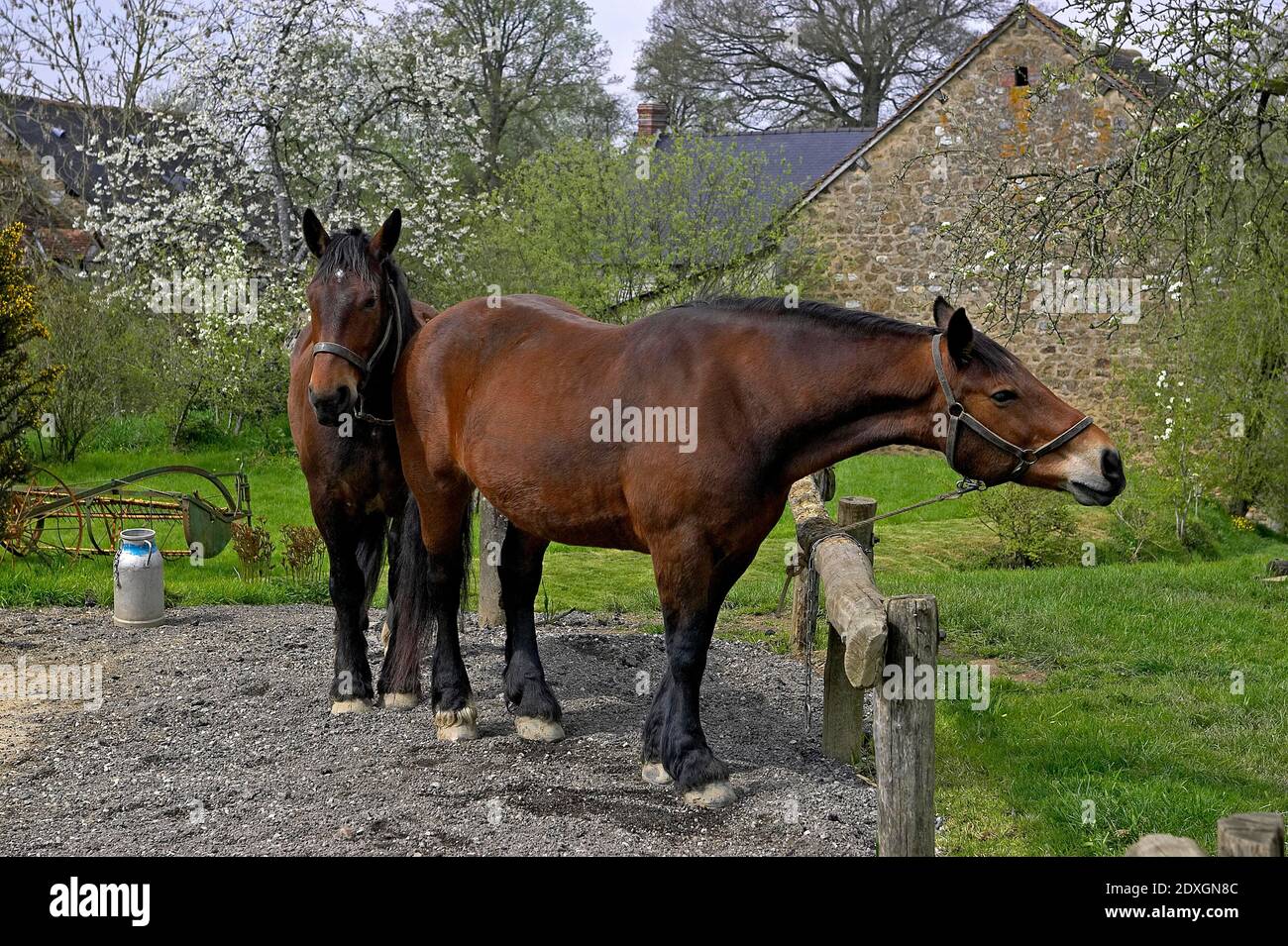 Cob Normand Horse, Draft Horse Stock Photo - Alamy