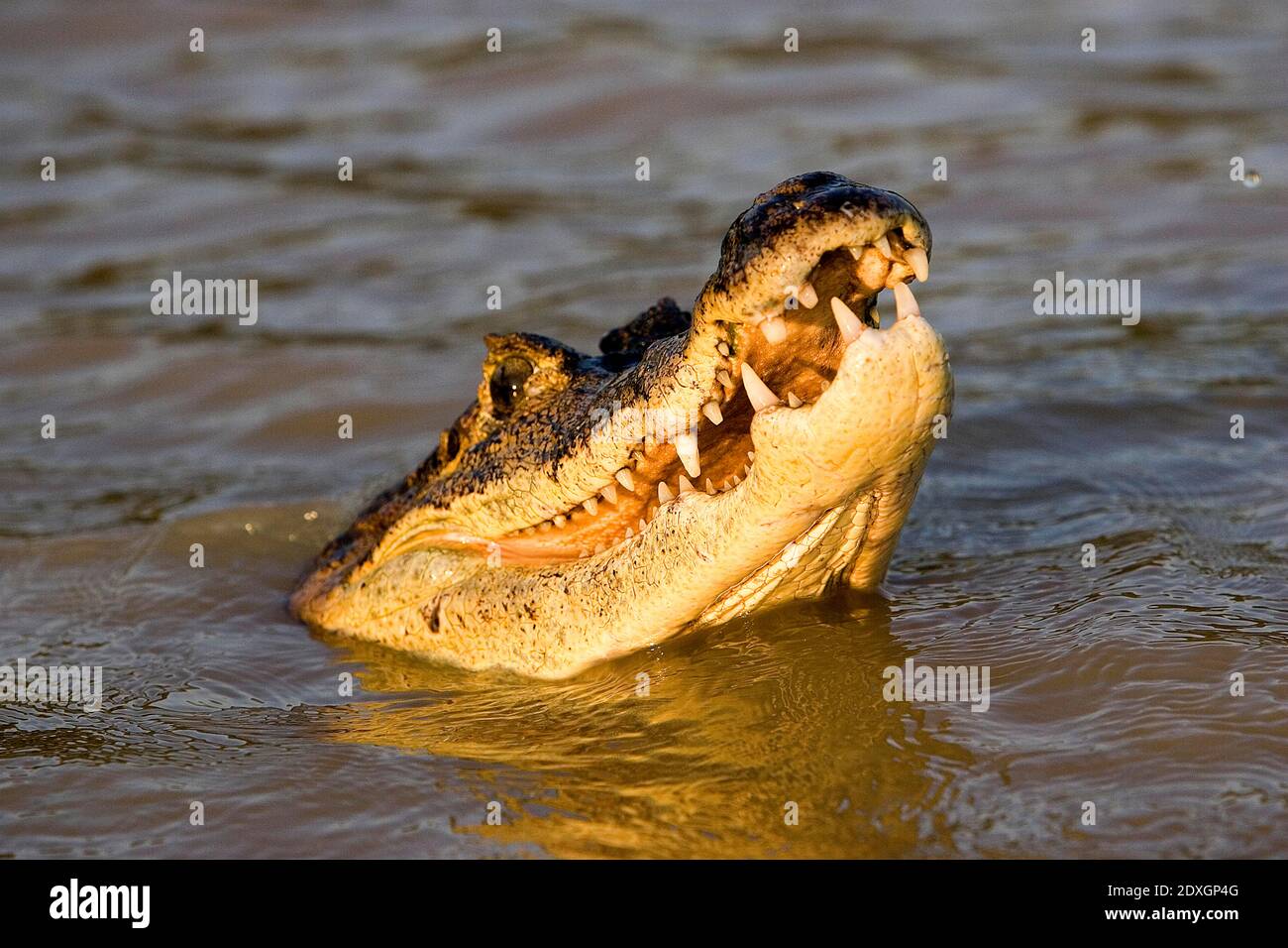 Spectacled Caiman, caiman crocodilus, Adult with Open Mouth, Los Lianos ...
