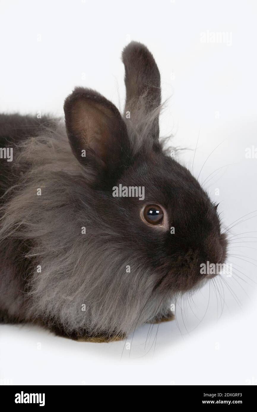 Black Dwarf Rabbit against White Background Stock Photo - Alamy
