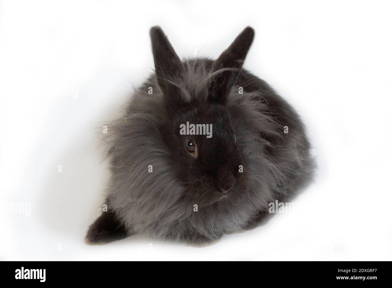 Black Dwarf Rabbit against White Background Stock Photo - Alamy