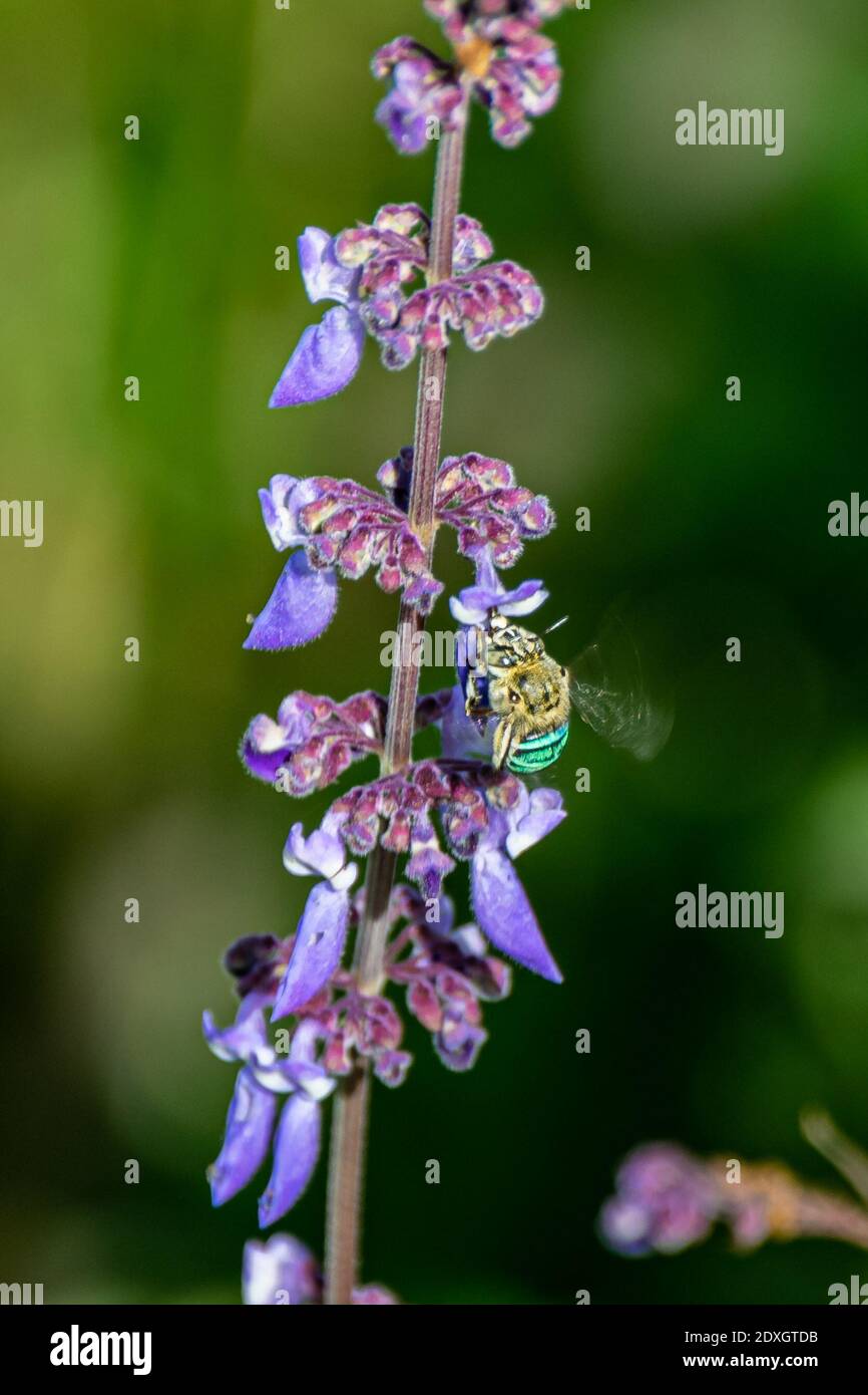 Kampala flowers hi-res stock photography and images - Alamy