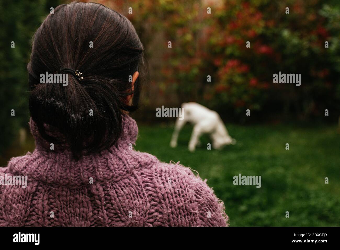 Woman wearing a purple sweater is observing her dog in a small garden ...