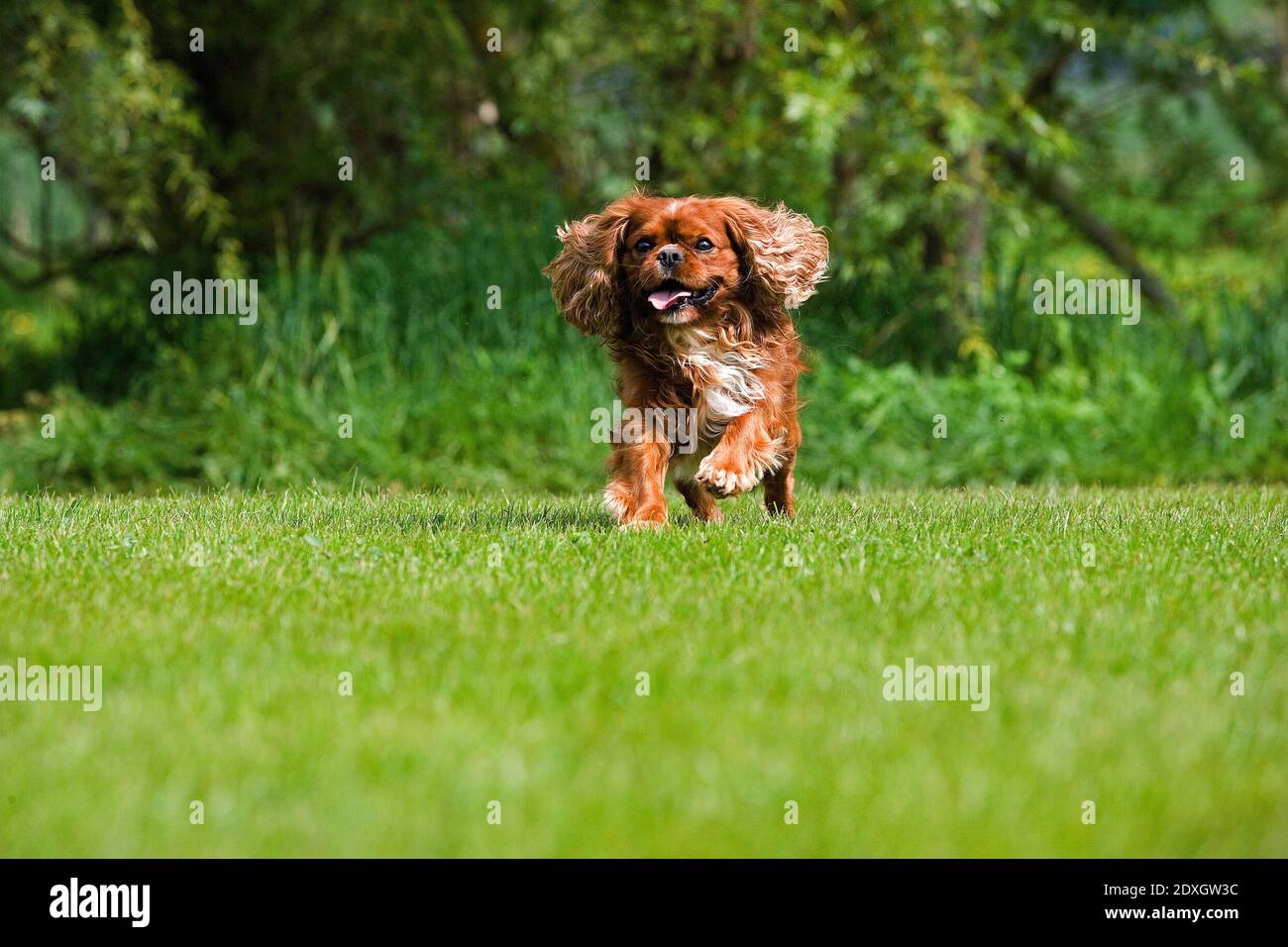 Cavalier King Charles Spaniel, Male running on Lawn Stock Photo - Alamy