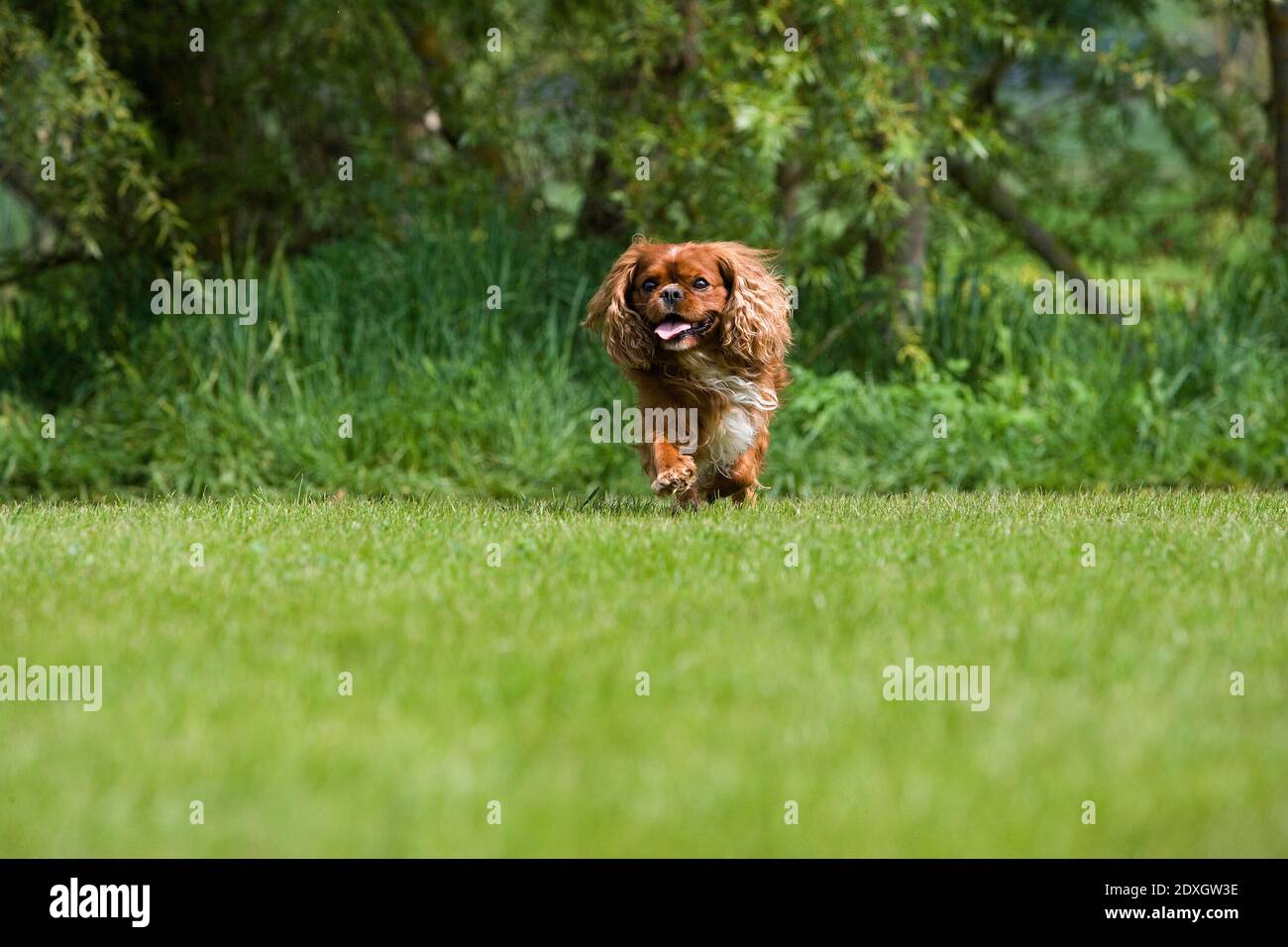 Cavalier King Charles Spaniel, Male running on Lawn Stock Photo - Alamy