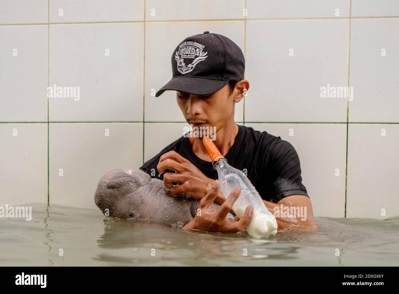 Baby dugong hi-res stock photography and images - Alamy