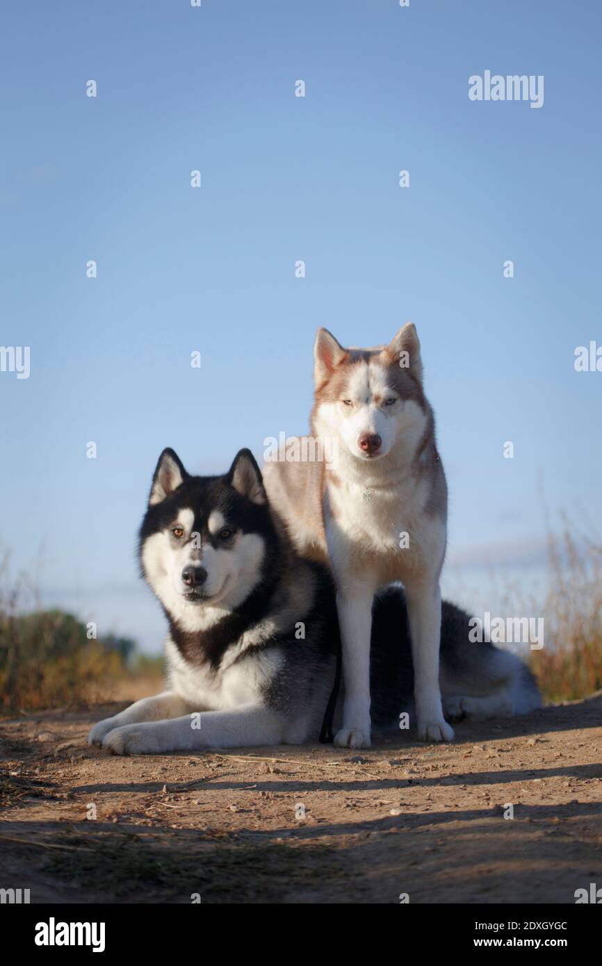 Fleecy couple of siberian husky breed dogs together in a tender pose by ...