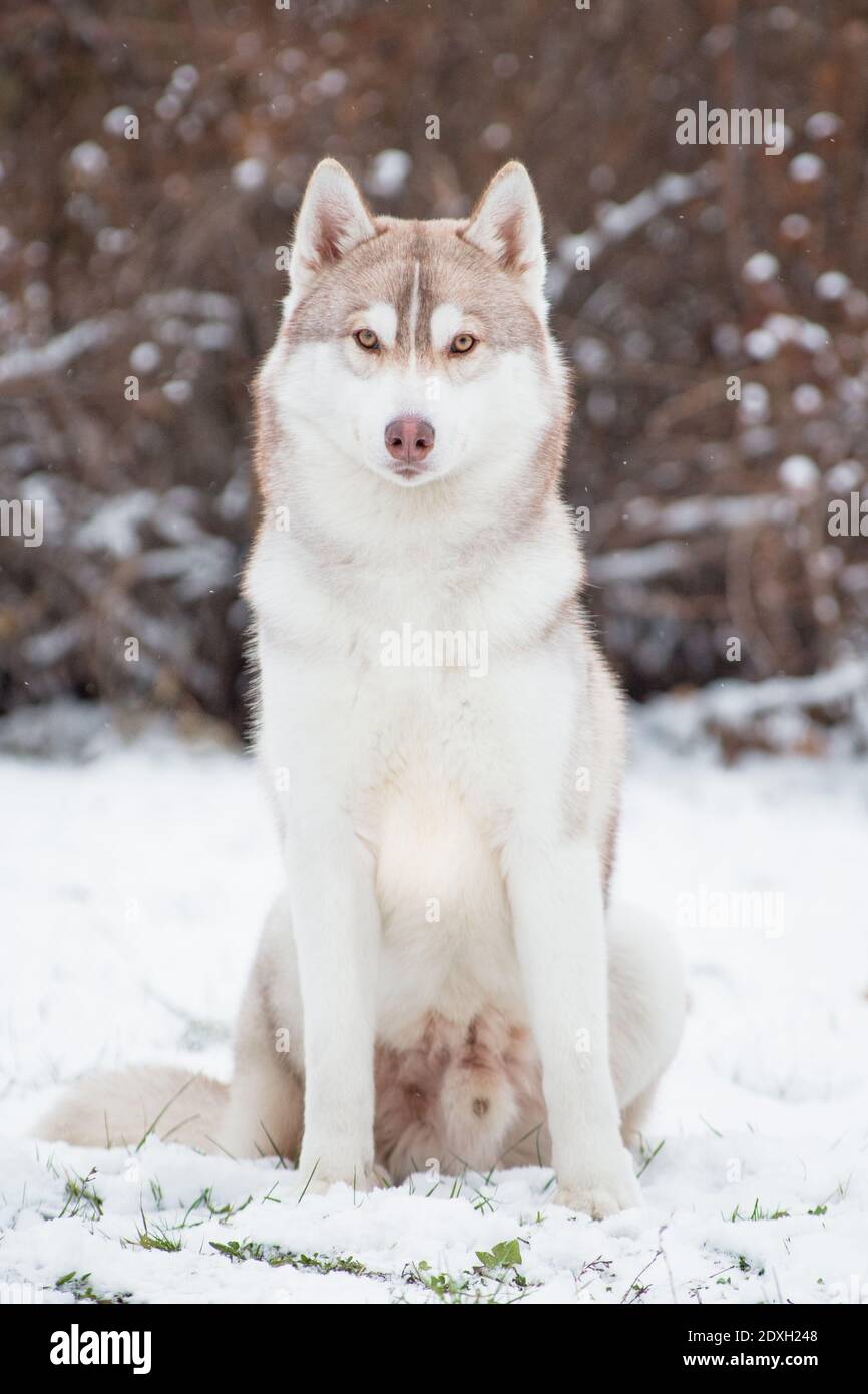 Can A Husky Stay Outside In The Winter