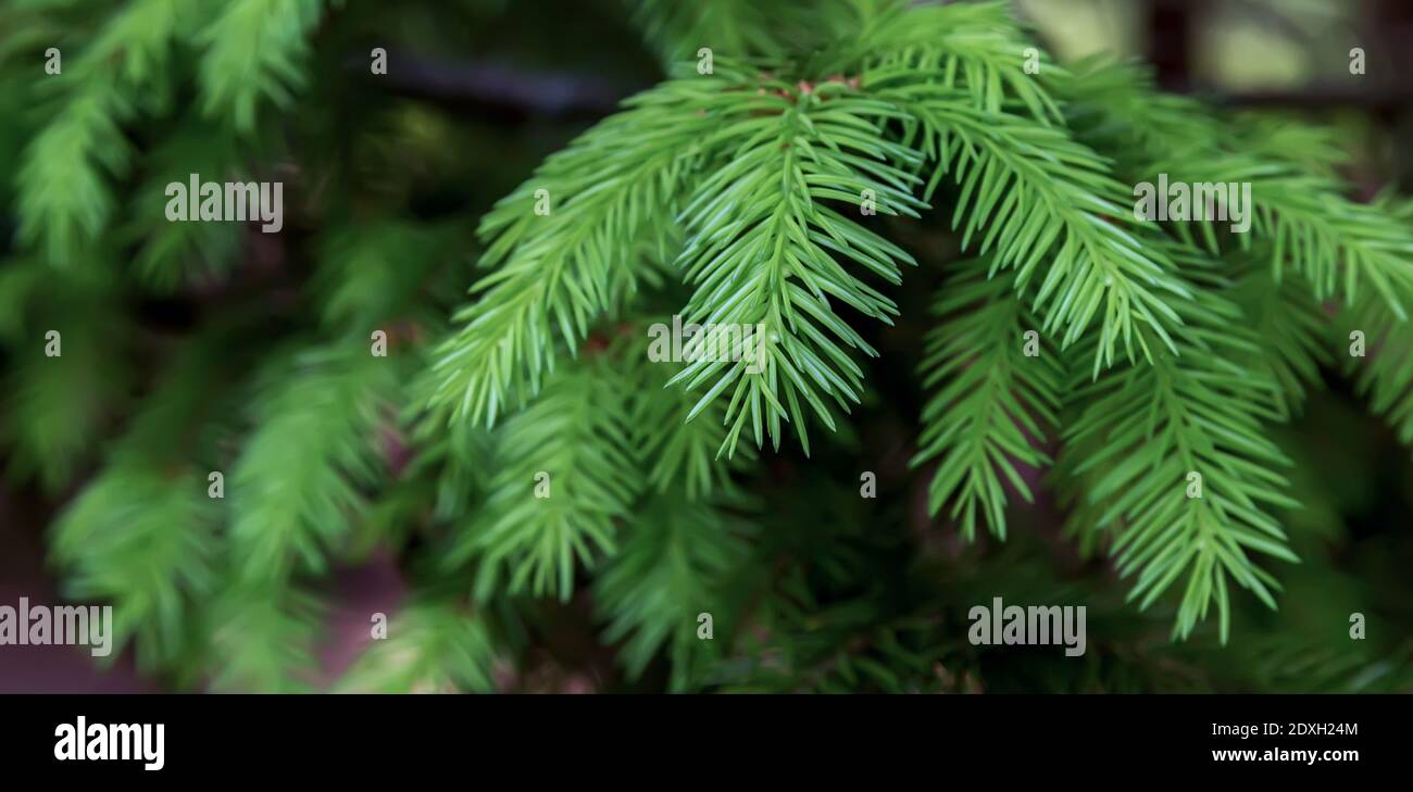 Christmas tree needle branches background Stock Photo - Alamy