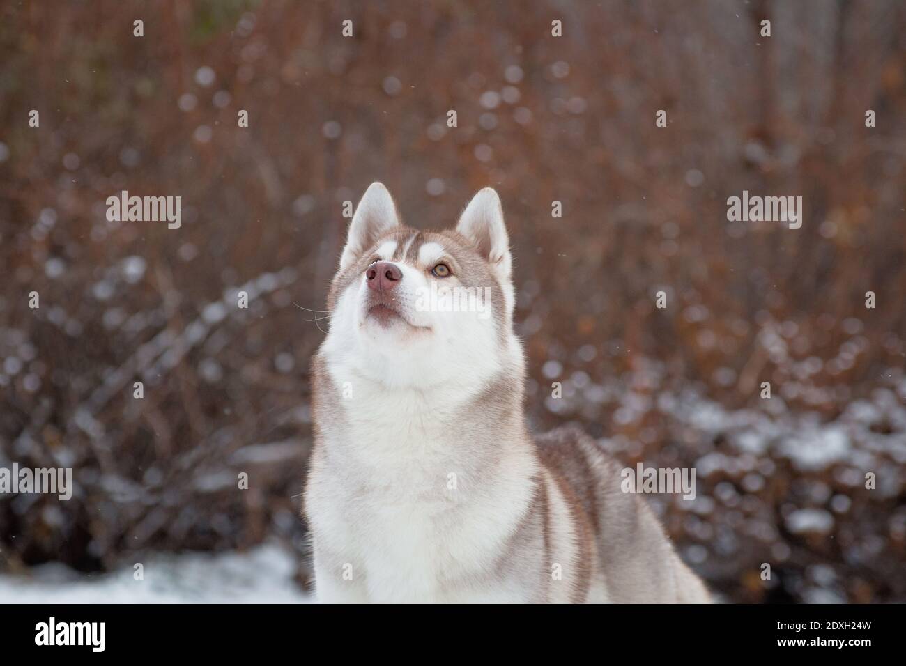 A red-white-colored dog of the Siberian Husky breed looks up in winter ...