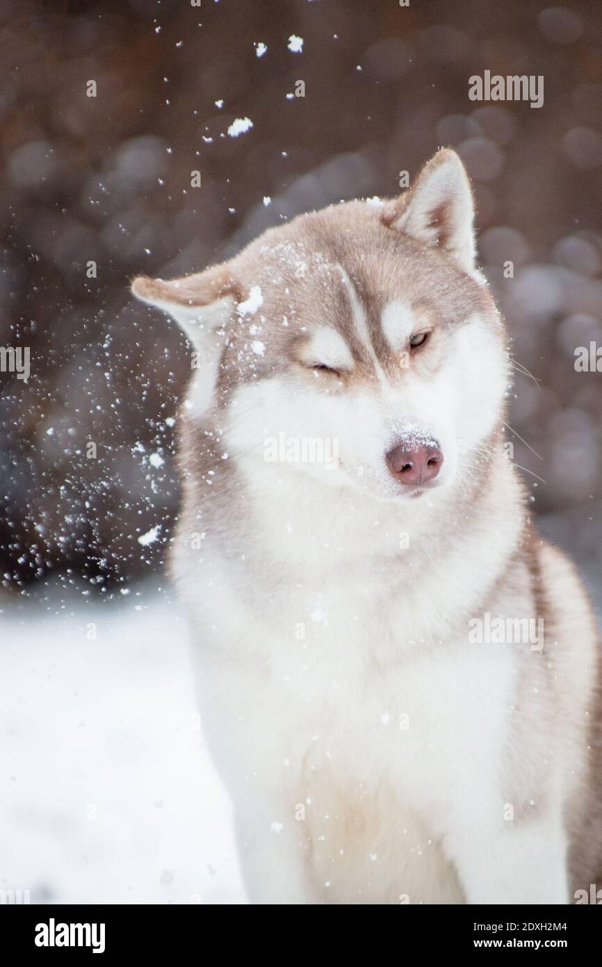 The red-white color dog of the Siberian Husky breed shakes off snow in ...