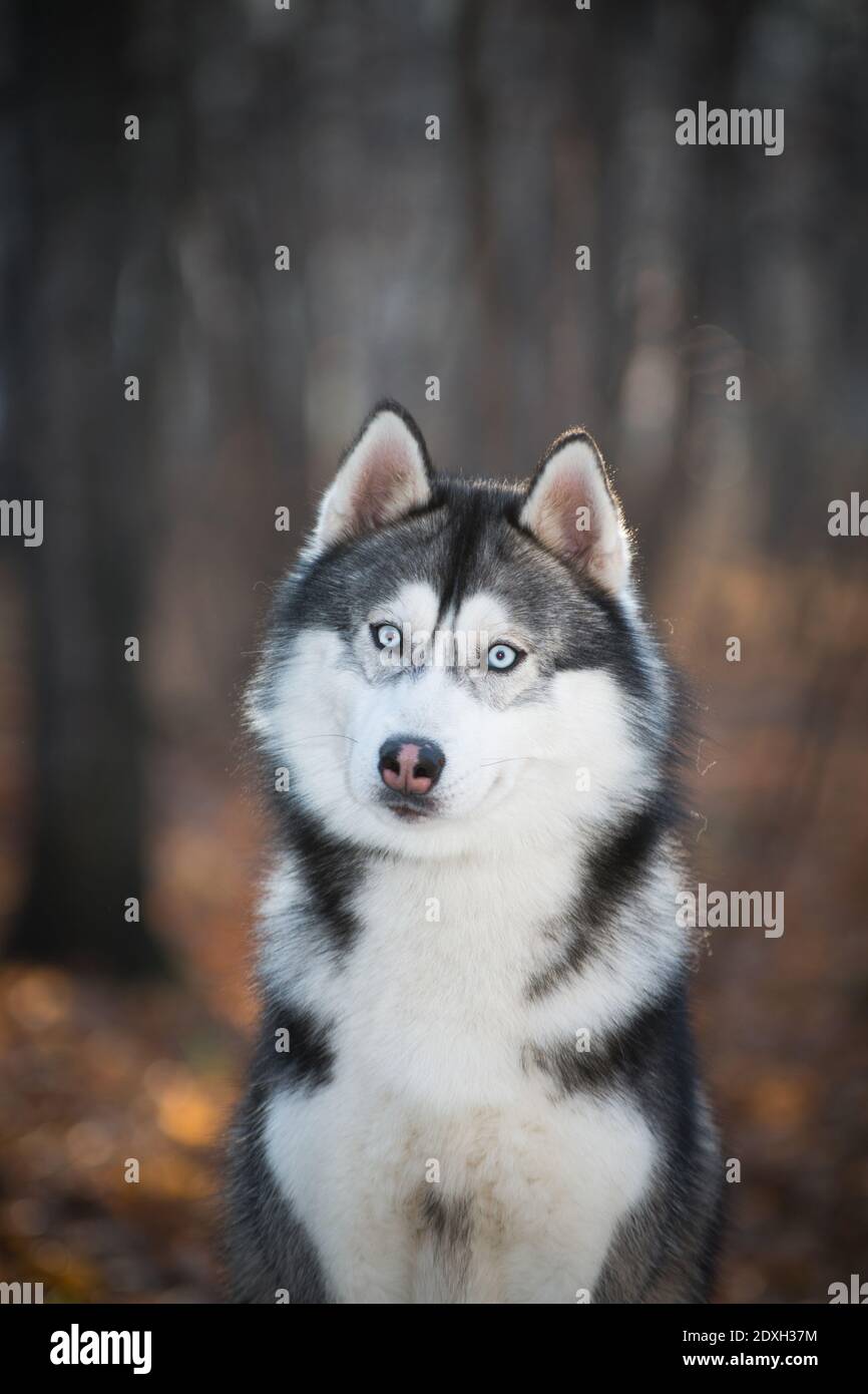 Portrait of an adult large dog of the Siberian Husky breed in the ...