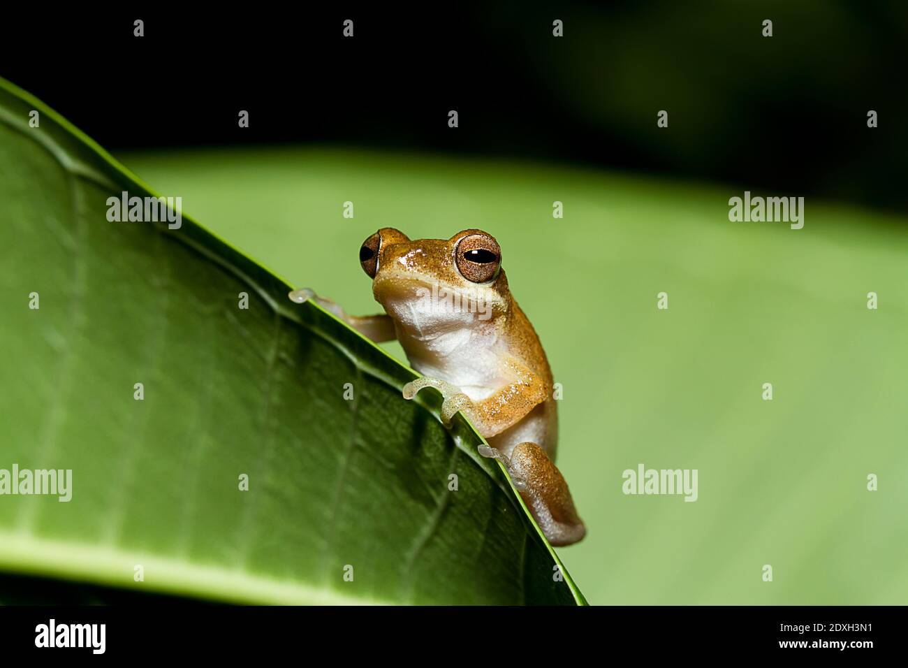 Golden tree frog hi-res stock photography and images - Alamy