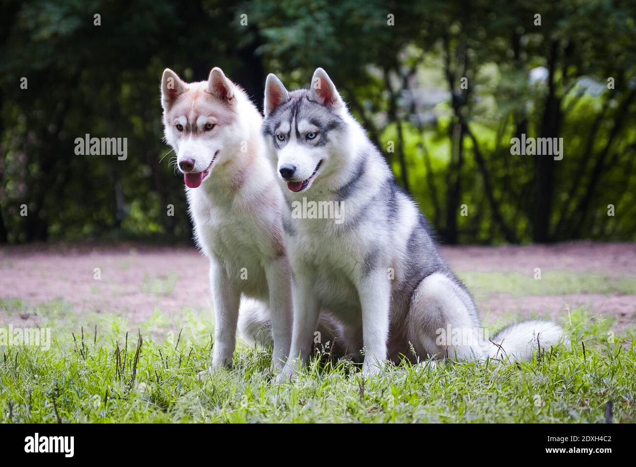 gray and red fluffy dog breed Siberian husky in summer in the park ...